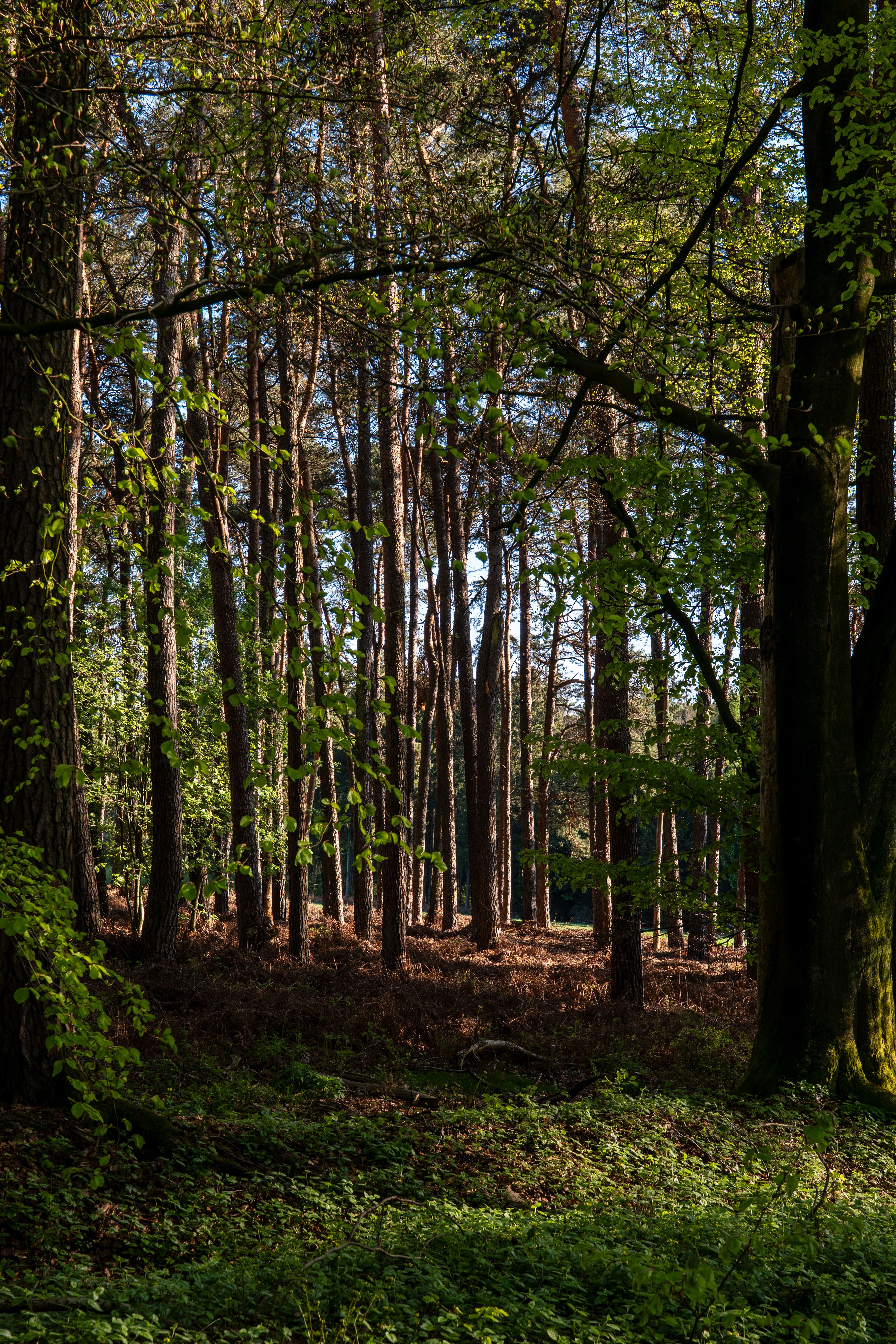 Forest Scene Landscape Photos, Download The BEST Free Forest Scene ...