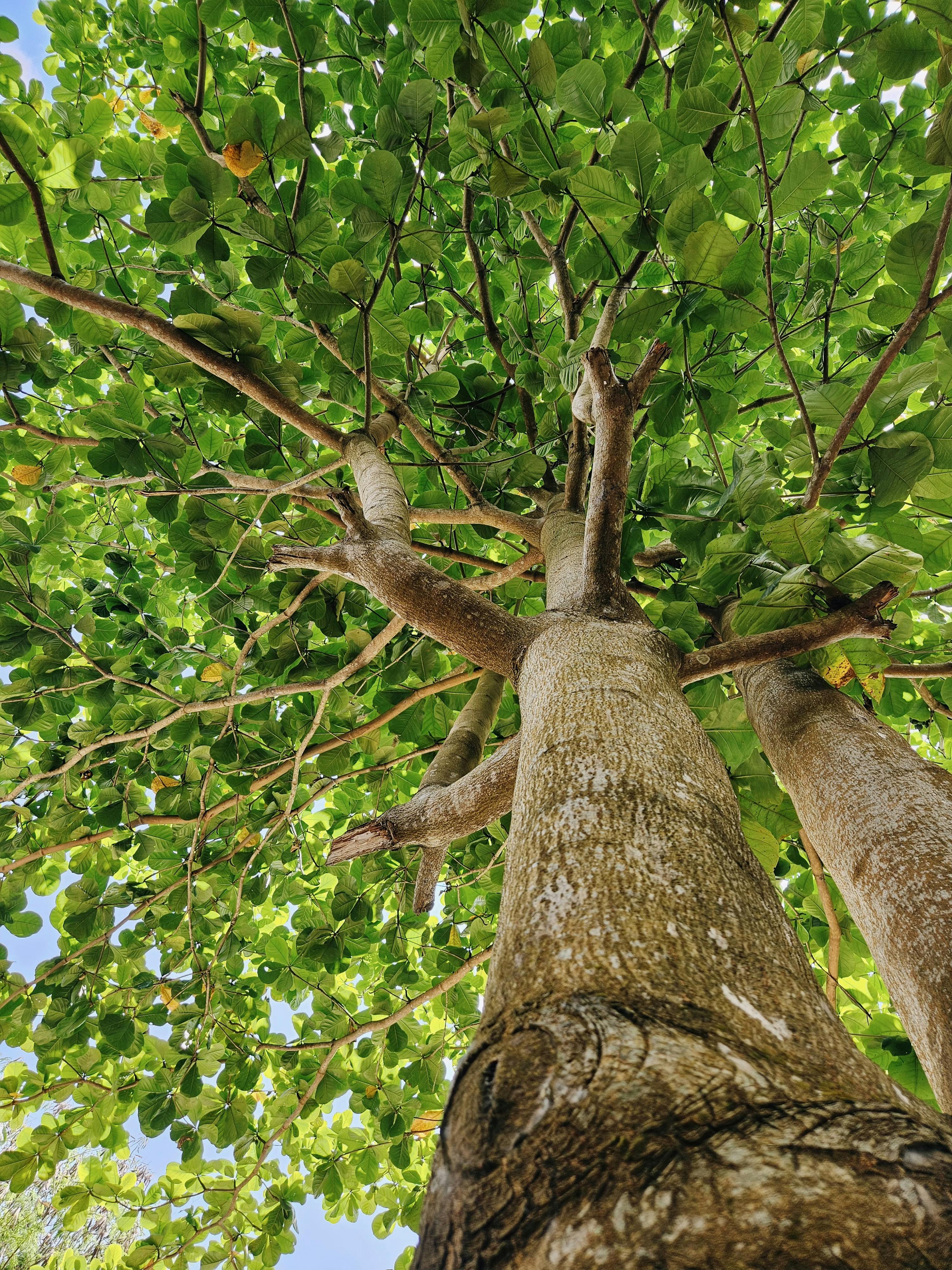 Majestic Green Canopy View from Underneath · Free Stock Photo