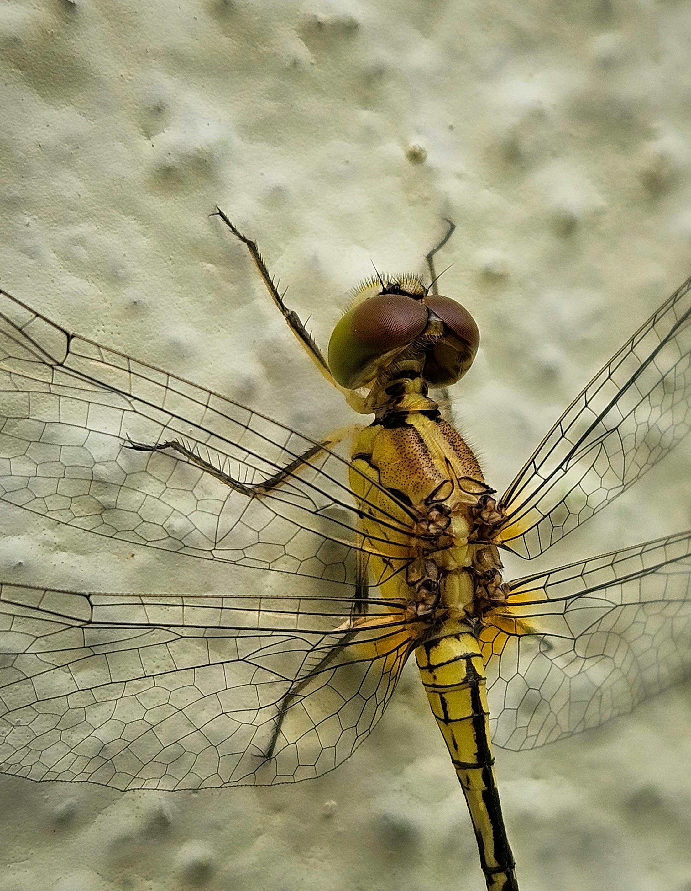 Srinivas Ch - 사진