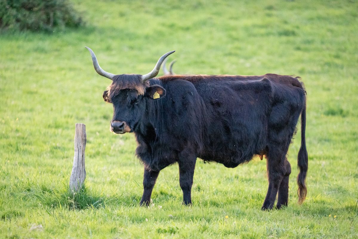 Cow Images Photos, Download The BEST Free Cow Images Stock Photos & HD ...