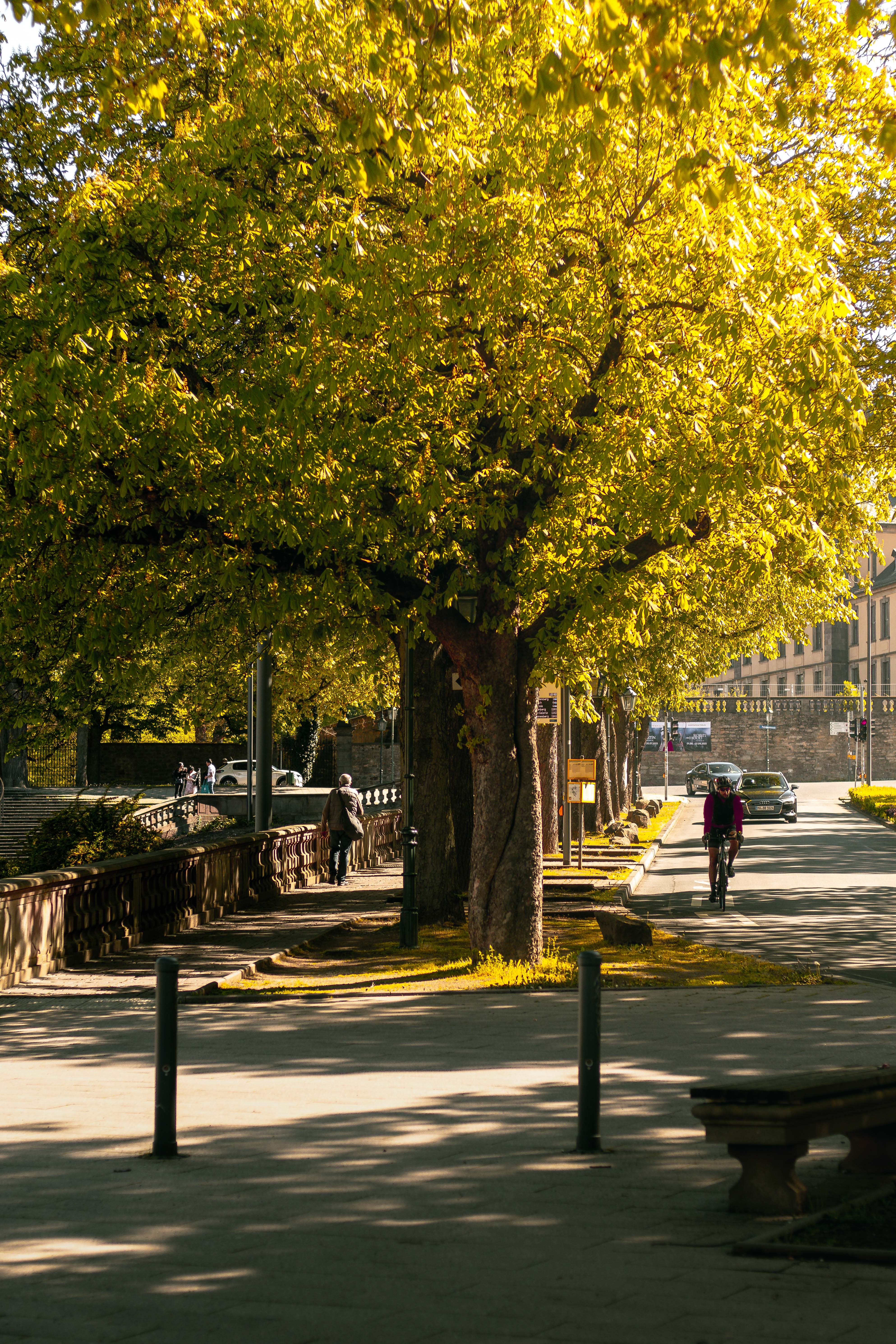 Sunny Urban Park Path with Cyclist and Pedestrians · Free Stock Photo