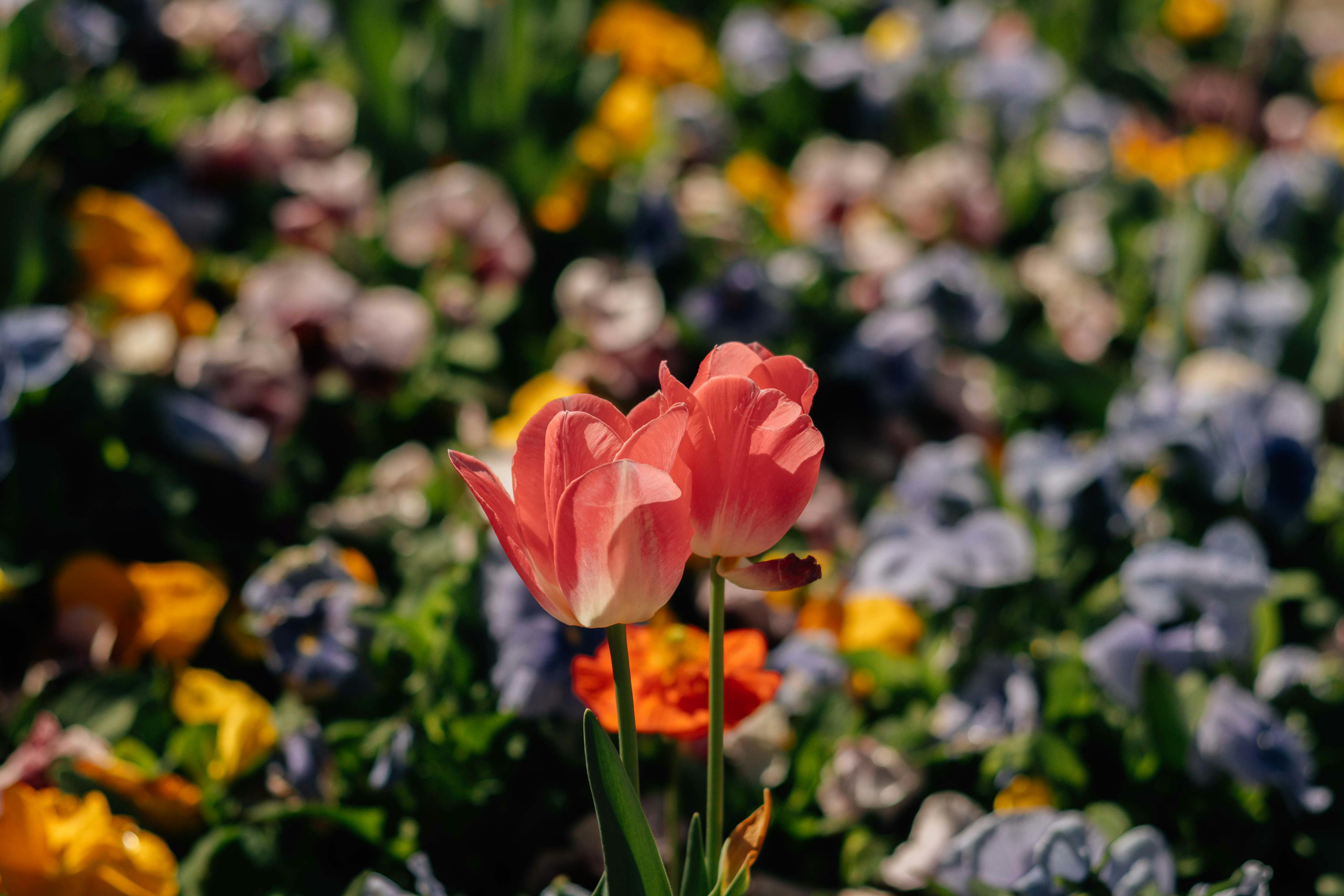 Sunny Spring Morning Photos, Download The BEST Free Sunny Spring ...