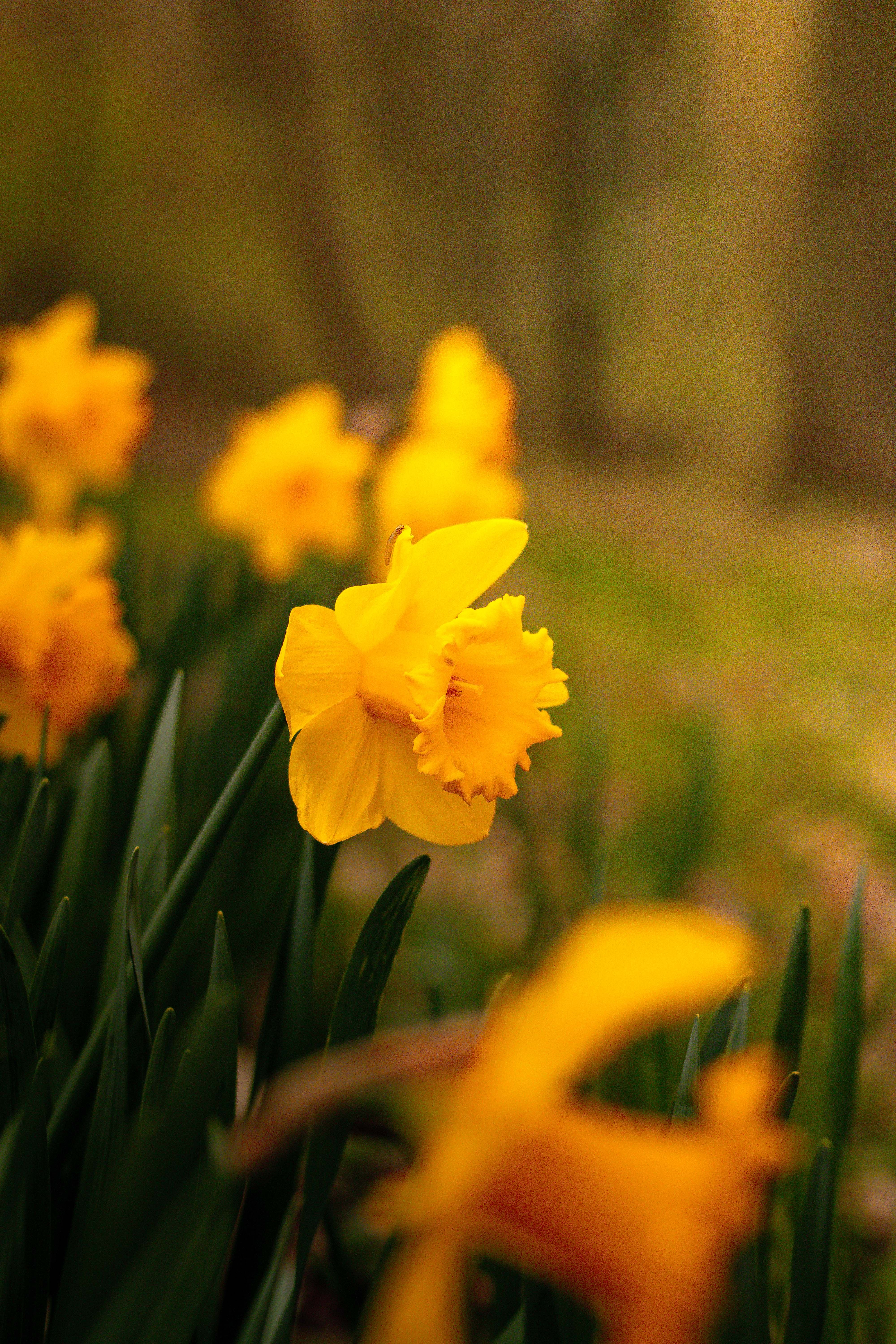 Sunny Yellow Daffodils in Spring Garden · Free Stock Photo