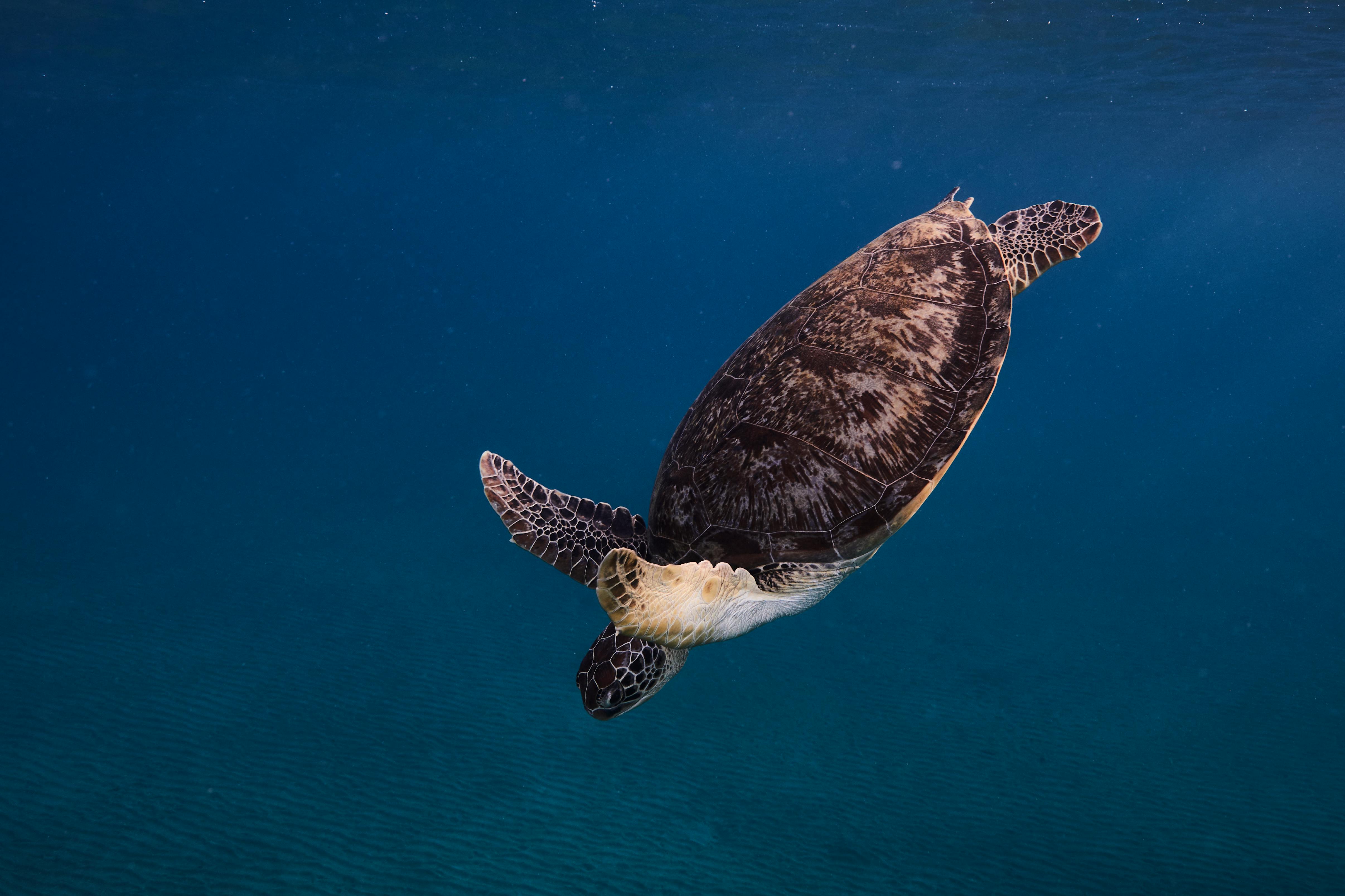 Sea Turtle Underwater in Marsa Alam, Egypt · Free Stock Photo