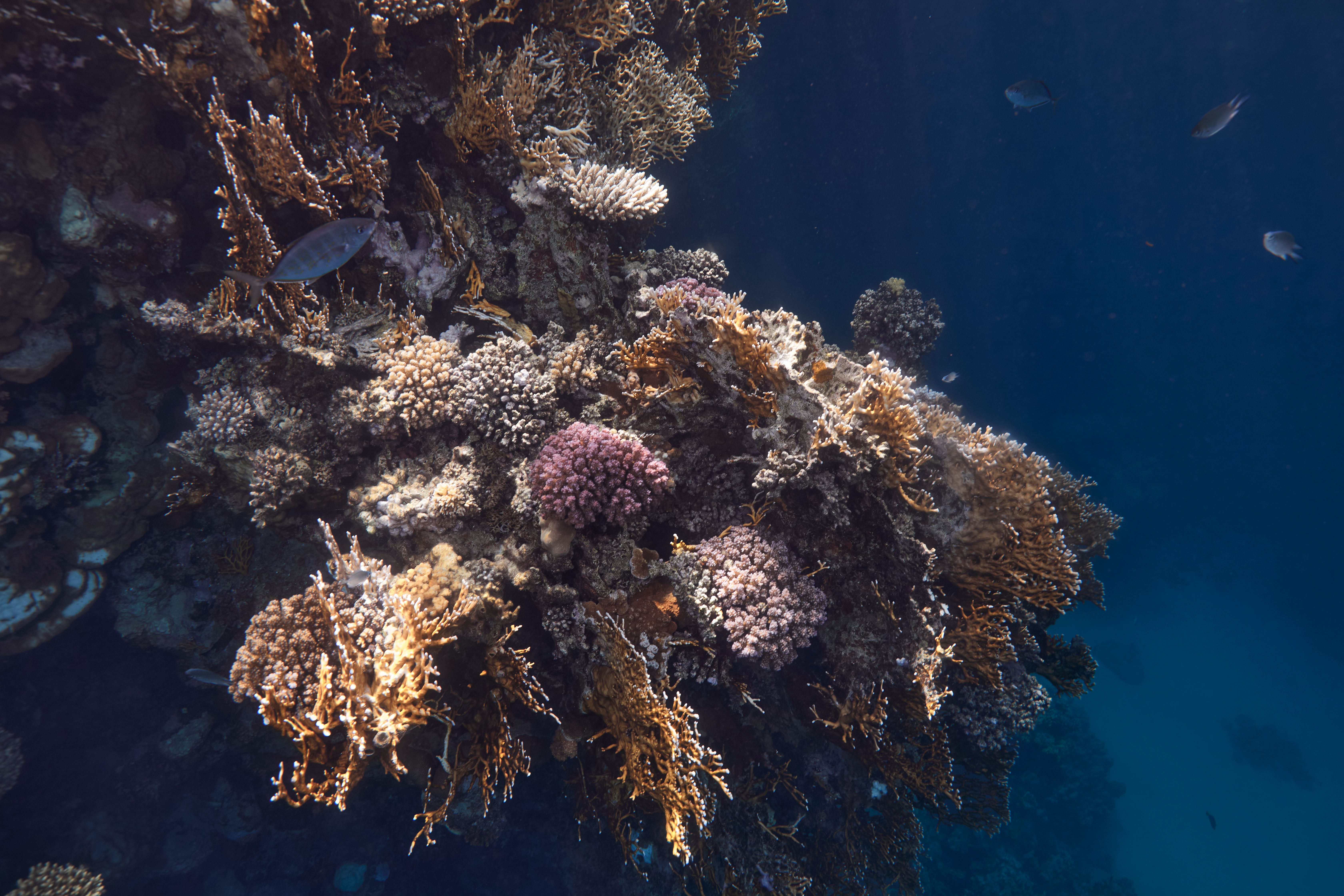 Vibrant Coral Reef in Marsa Alam, Egypt · Free Stock Photo