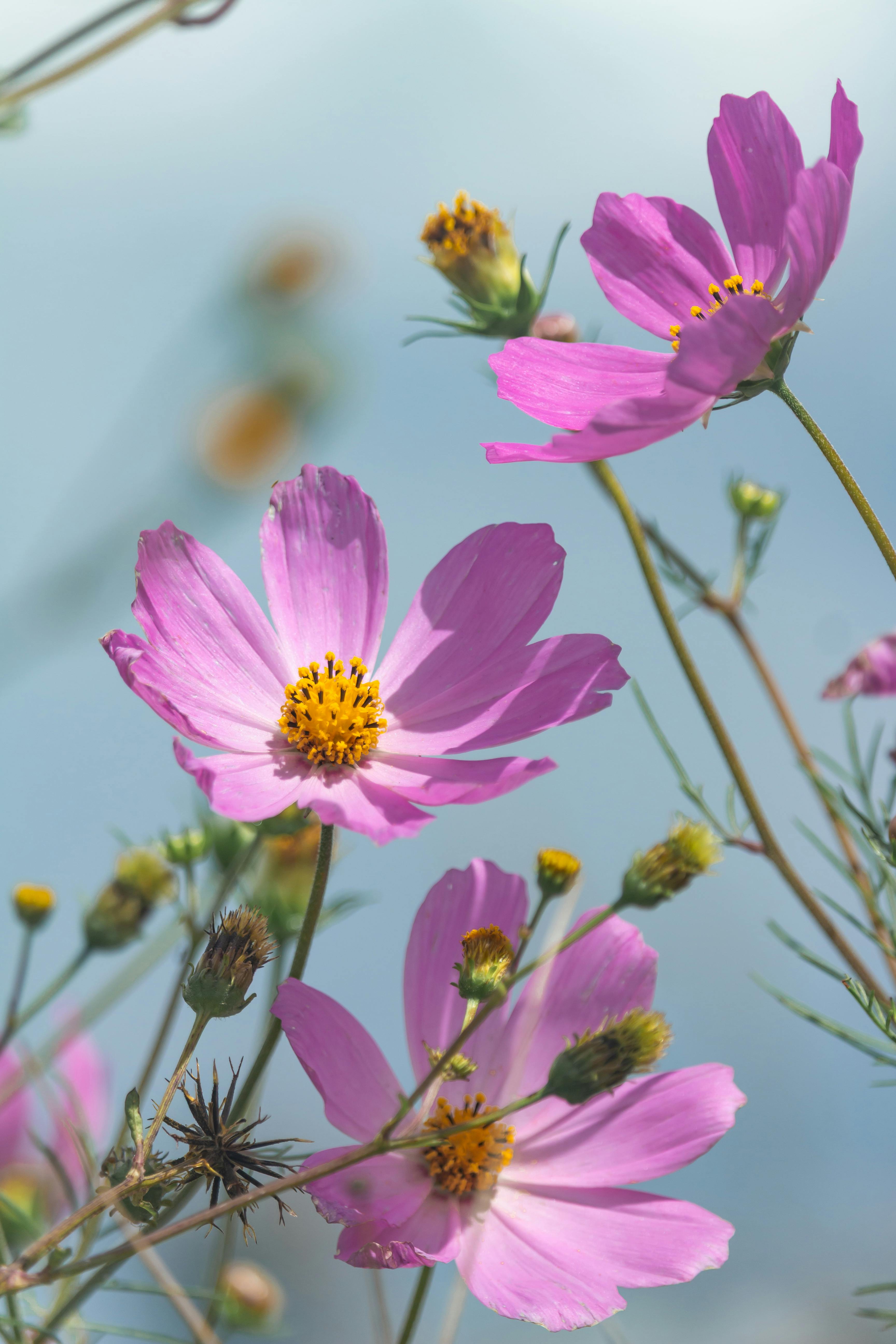 Gulab Flower Background Photos, Download The BEST Free Gulab Flower ...