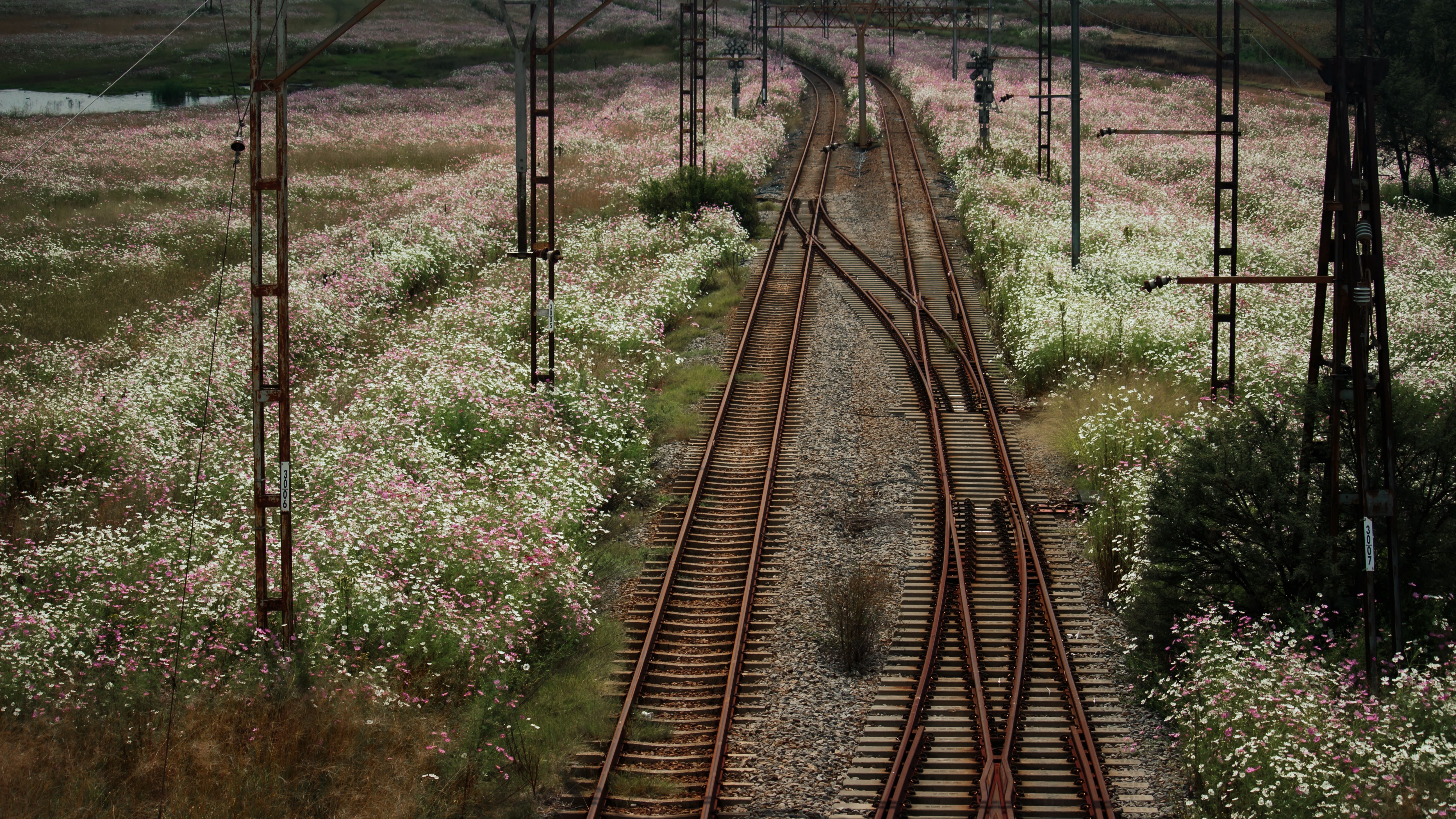 Scenic Railway Tracks Through Blooming Wildflowers · Free Stock Photo