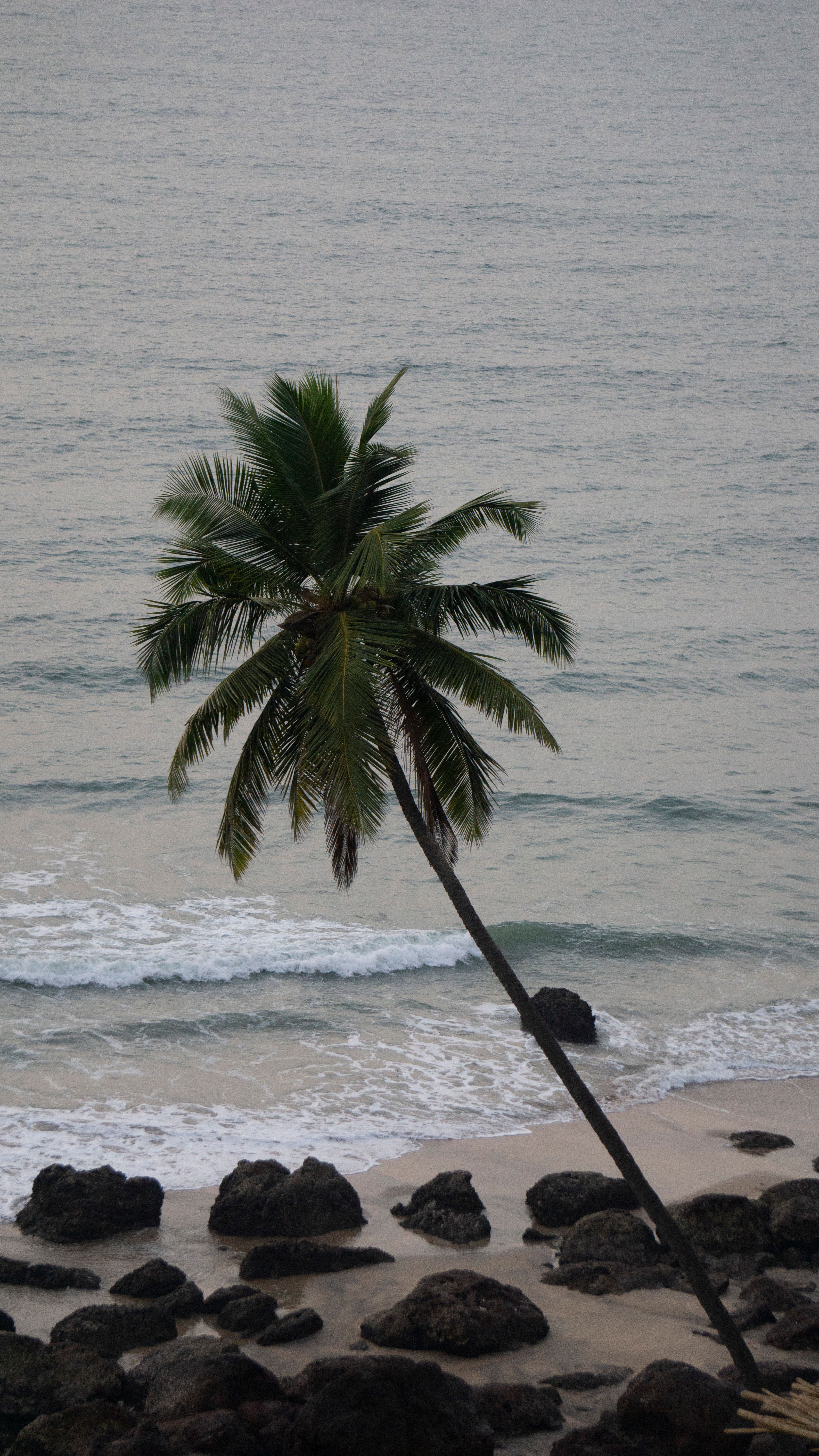 Serene Beach with Leaning Palm Tree at Dusk · Free Stock Photo