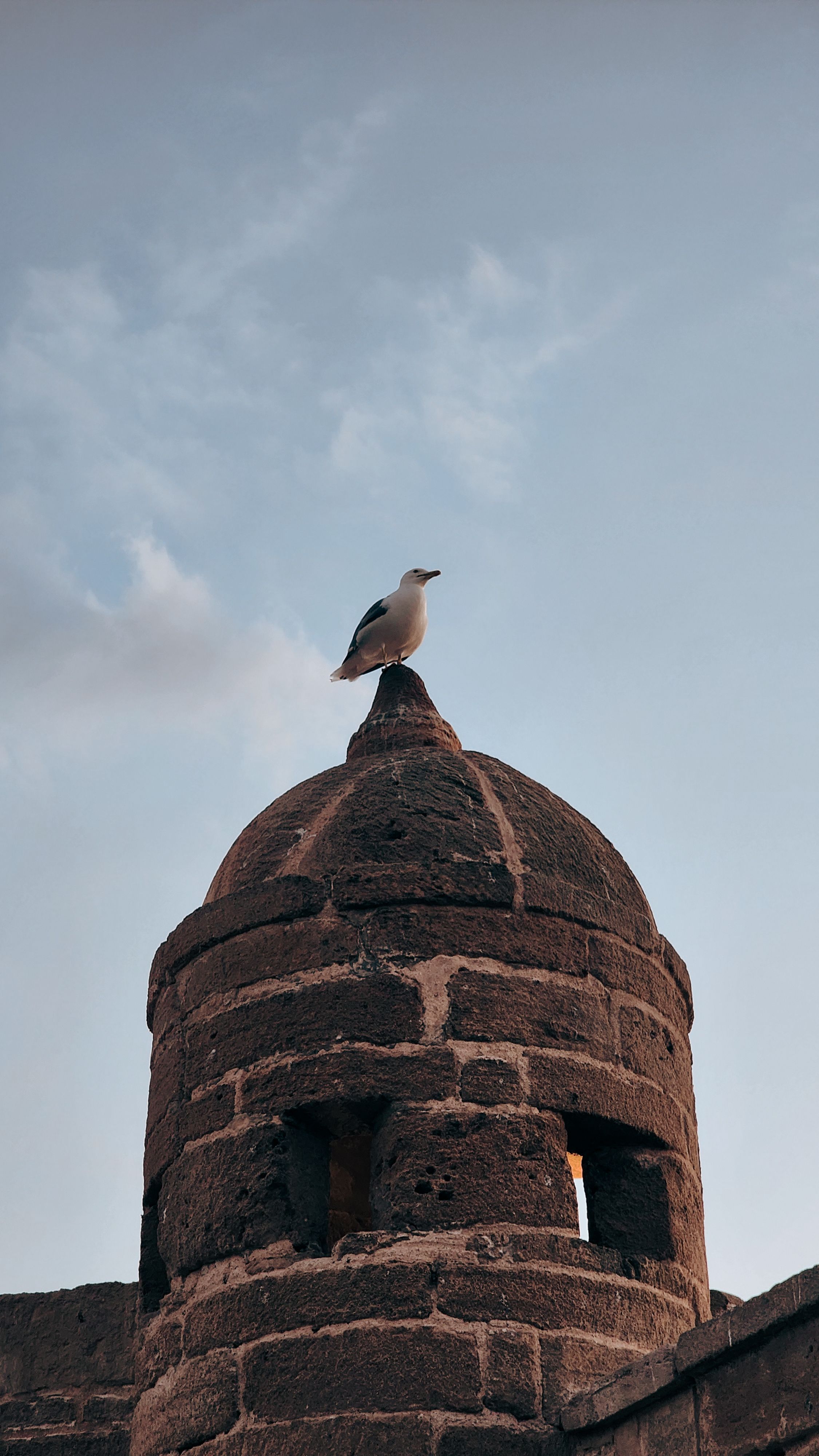 Seagull on Ancient Watchtower at Sunset in Essaouira · Free Stock Photo