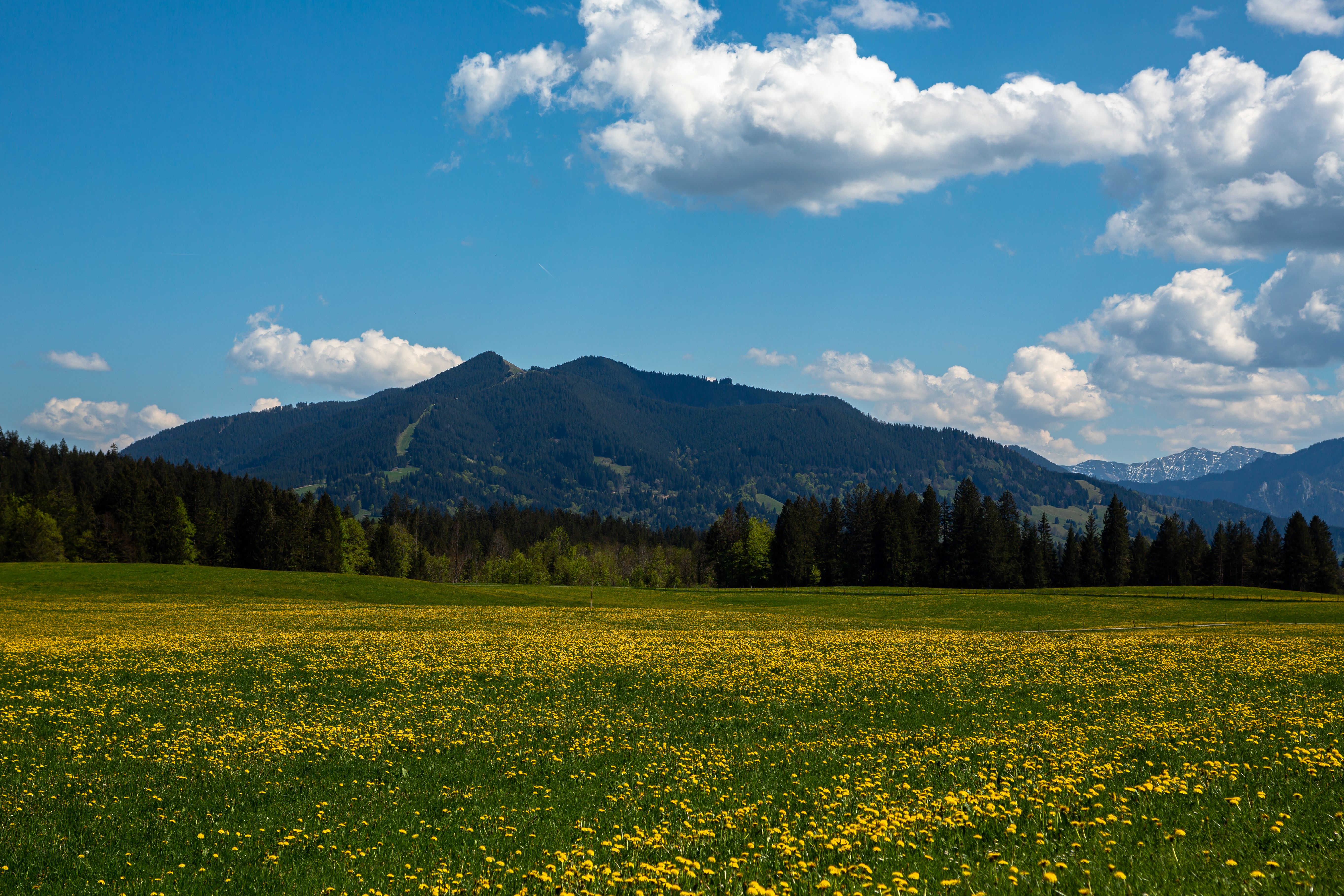 Spring Dandelion Field with Styria Mountains View · Free Stock Photo