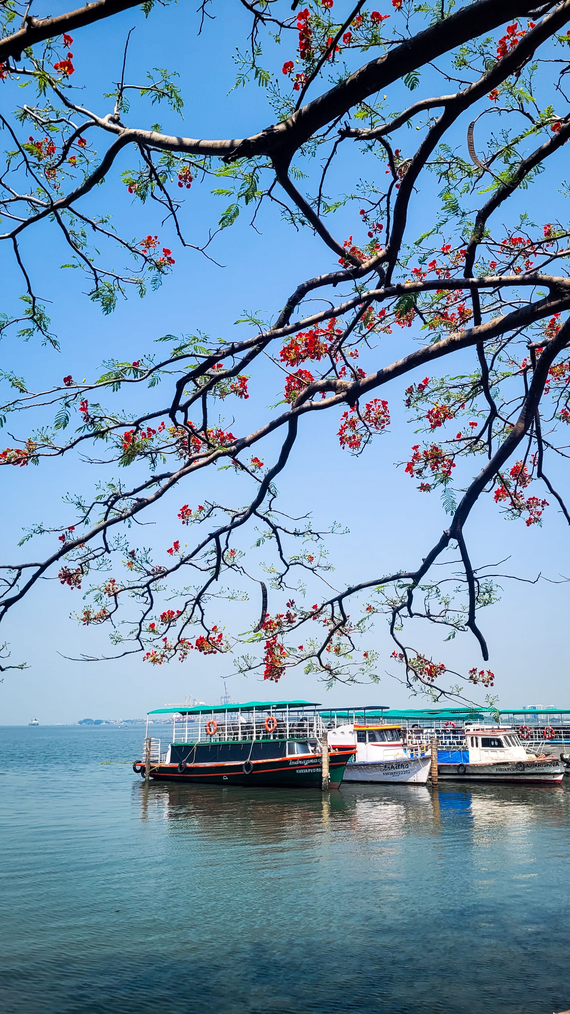 Kerala Parota Photos, Download The BEST Free Kerala Parota Stock Photos ...