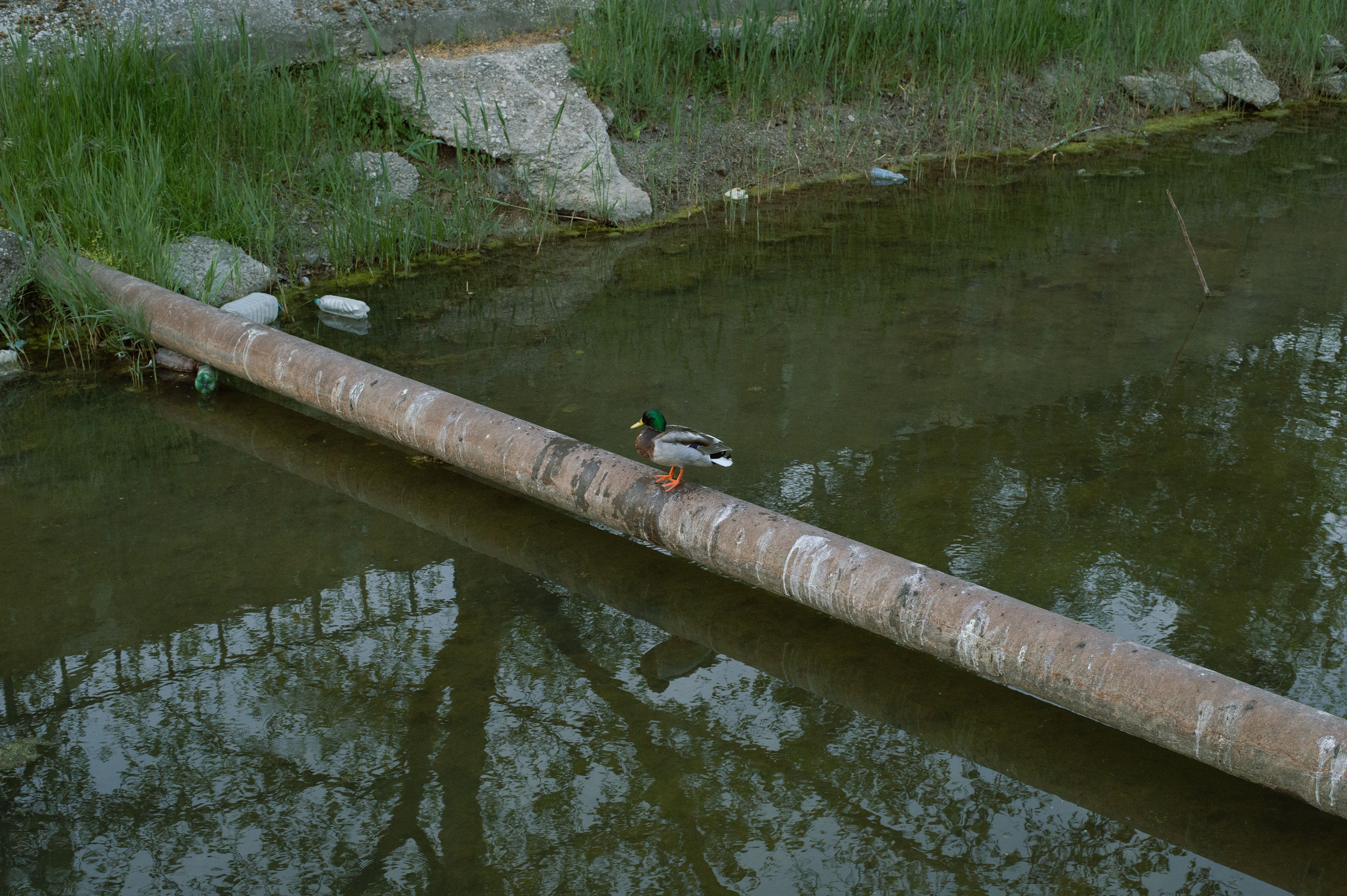 Mallard Duck Resting on a Pipe Over Water · Free Stock Photo