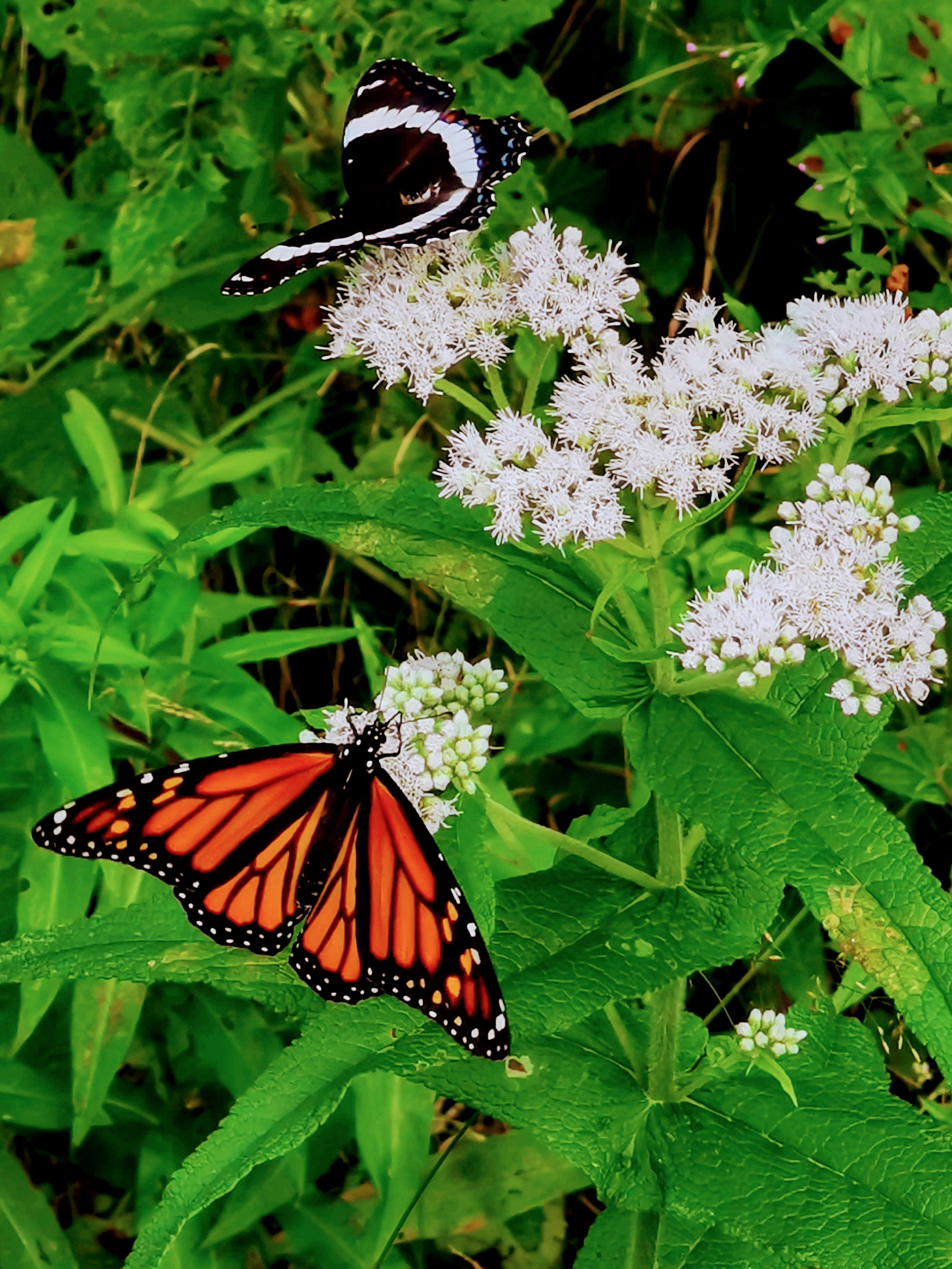 Vibrant Butterflies on Wildflowers in Summer · Free Stock Photo