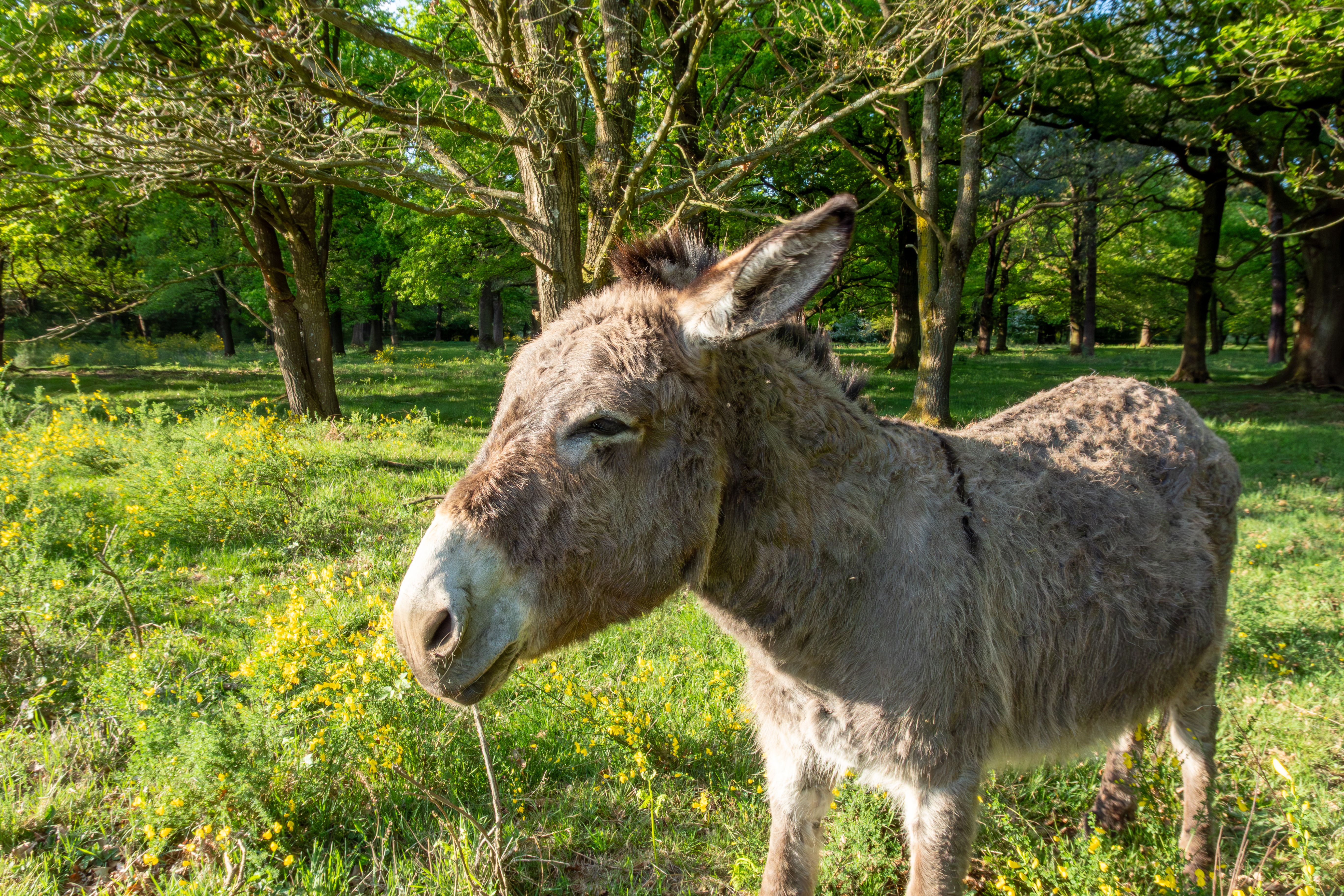 Adorable Donkey Grazing in a Sunlit Forest · Free Stock Photo