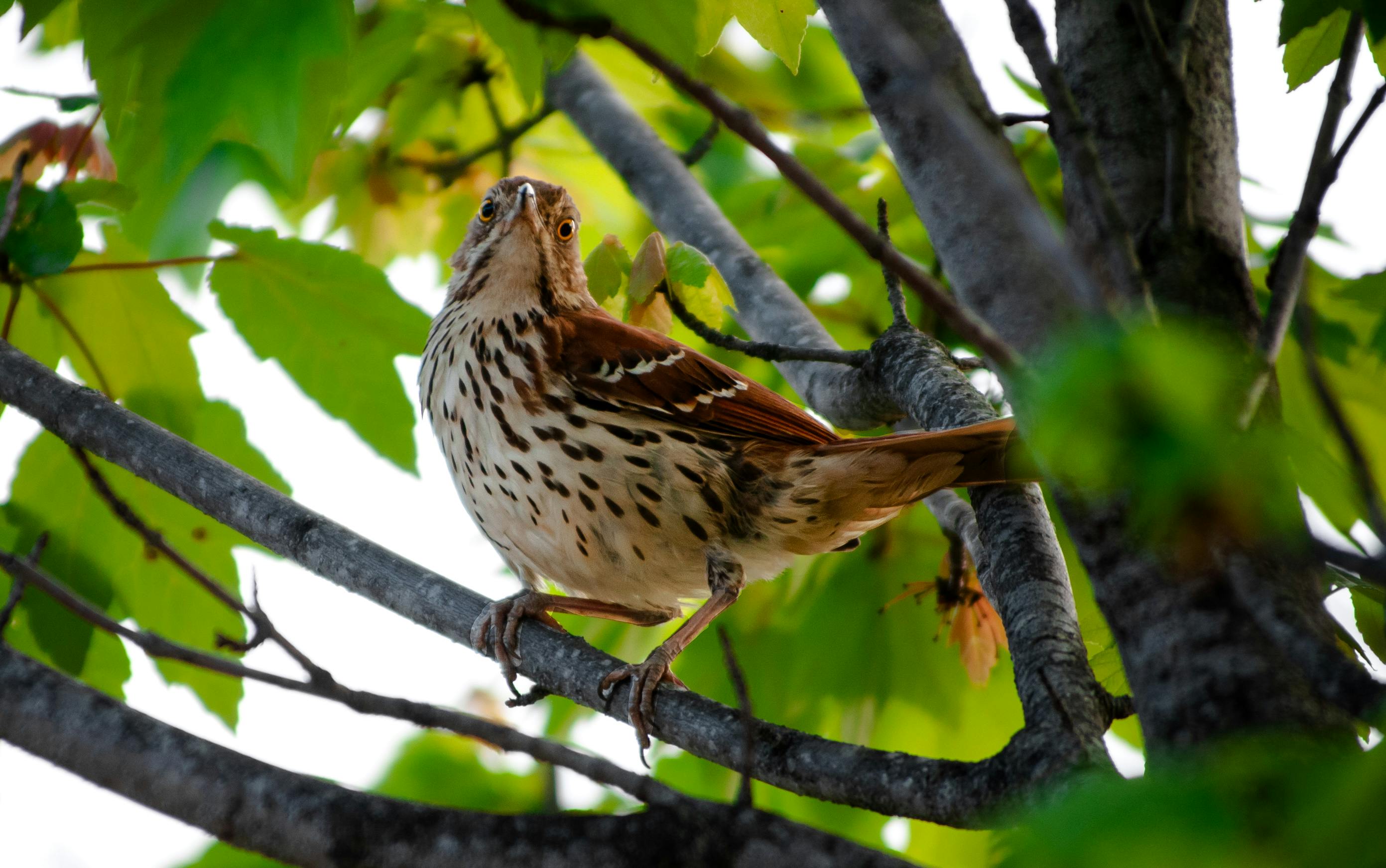 Brown Thrasher in Leafy Tree Branches · Free Stock Photo