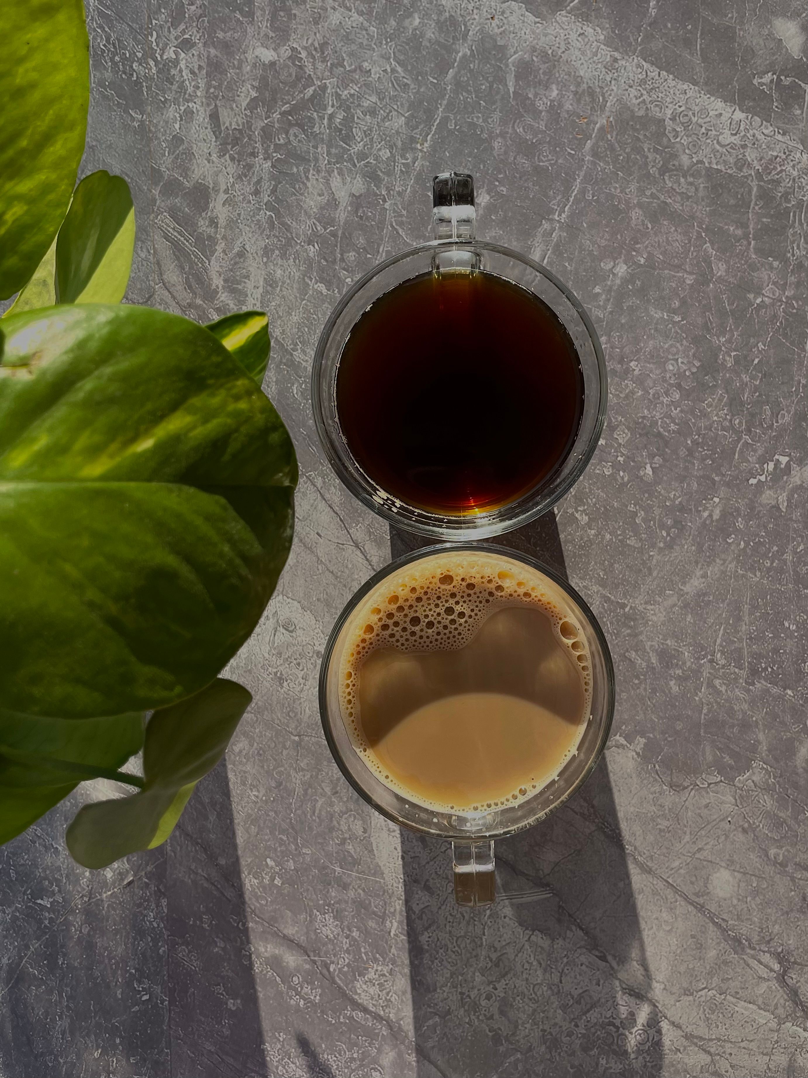 Refreshing Morning Coffee Setup with Greenery · Free Stock Photo