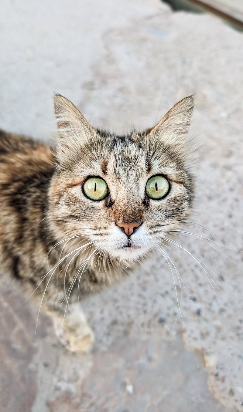 Scared Cat Photos, Download The BEST Free Scared Cat Stock Photos & HD ...