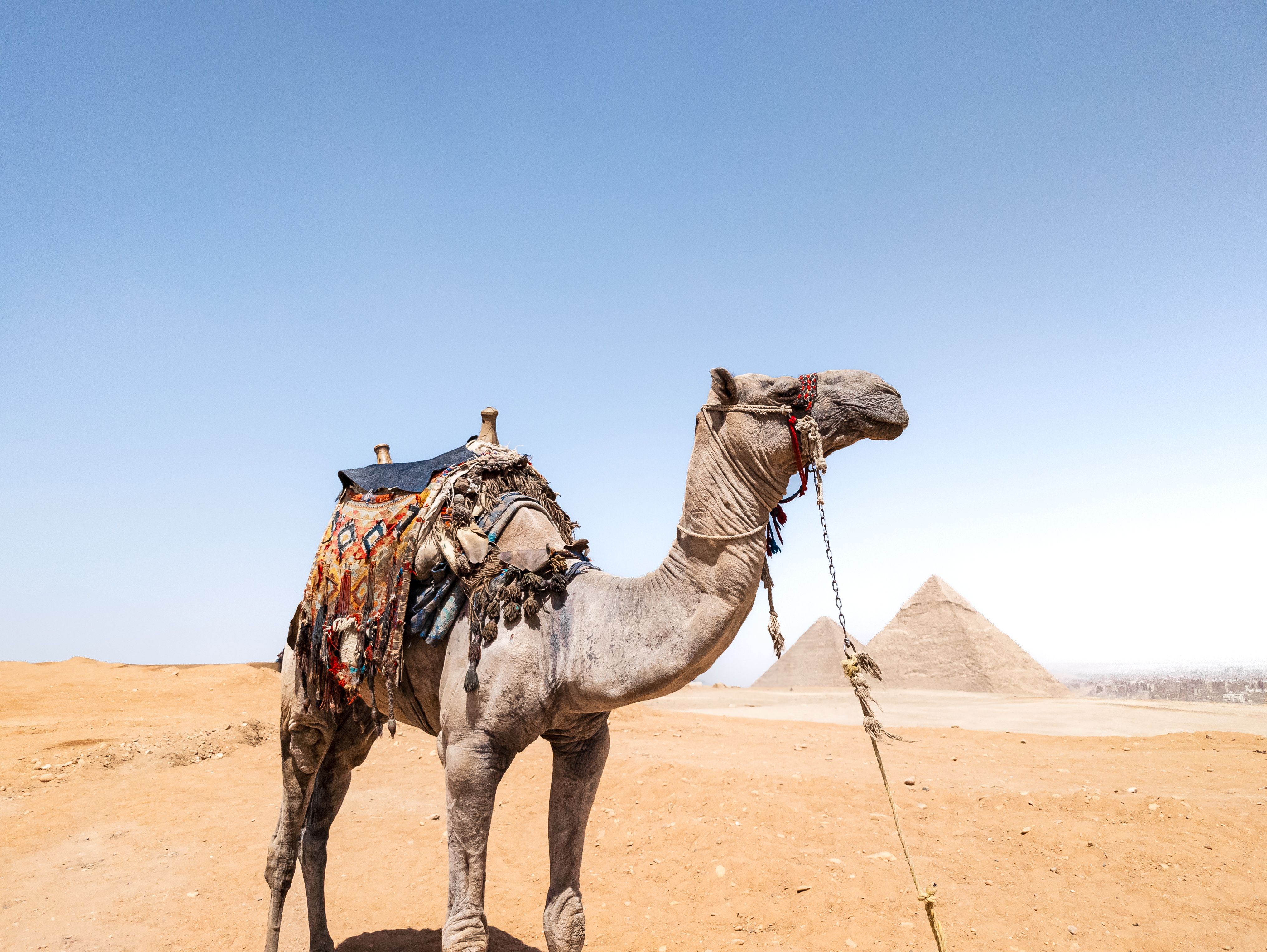 Camel in Giza with Pyramids in Background · Free Stock Photo