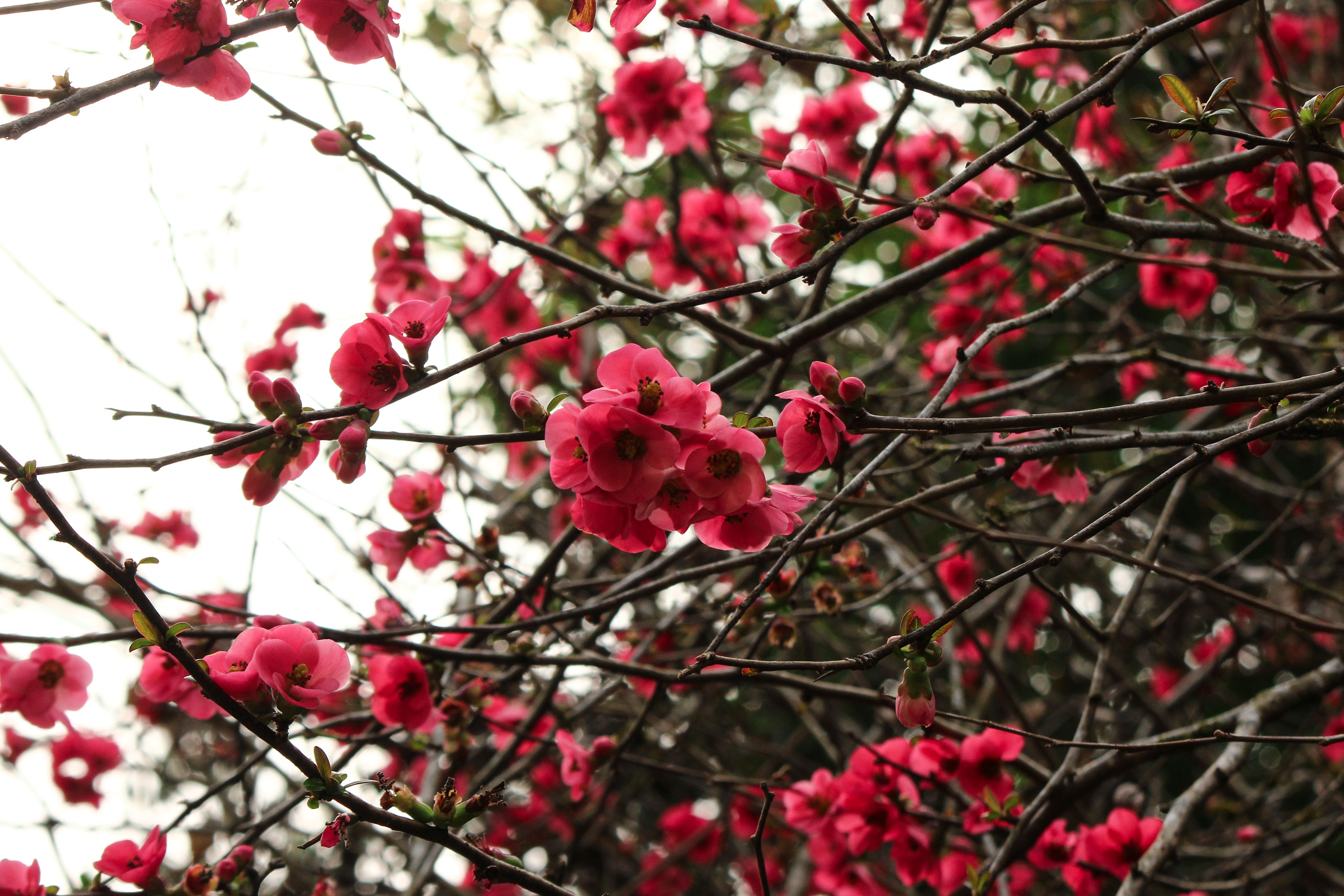 Gulab Flower Photos, Download The BEST Free Gulab Flower Stock Photos ...