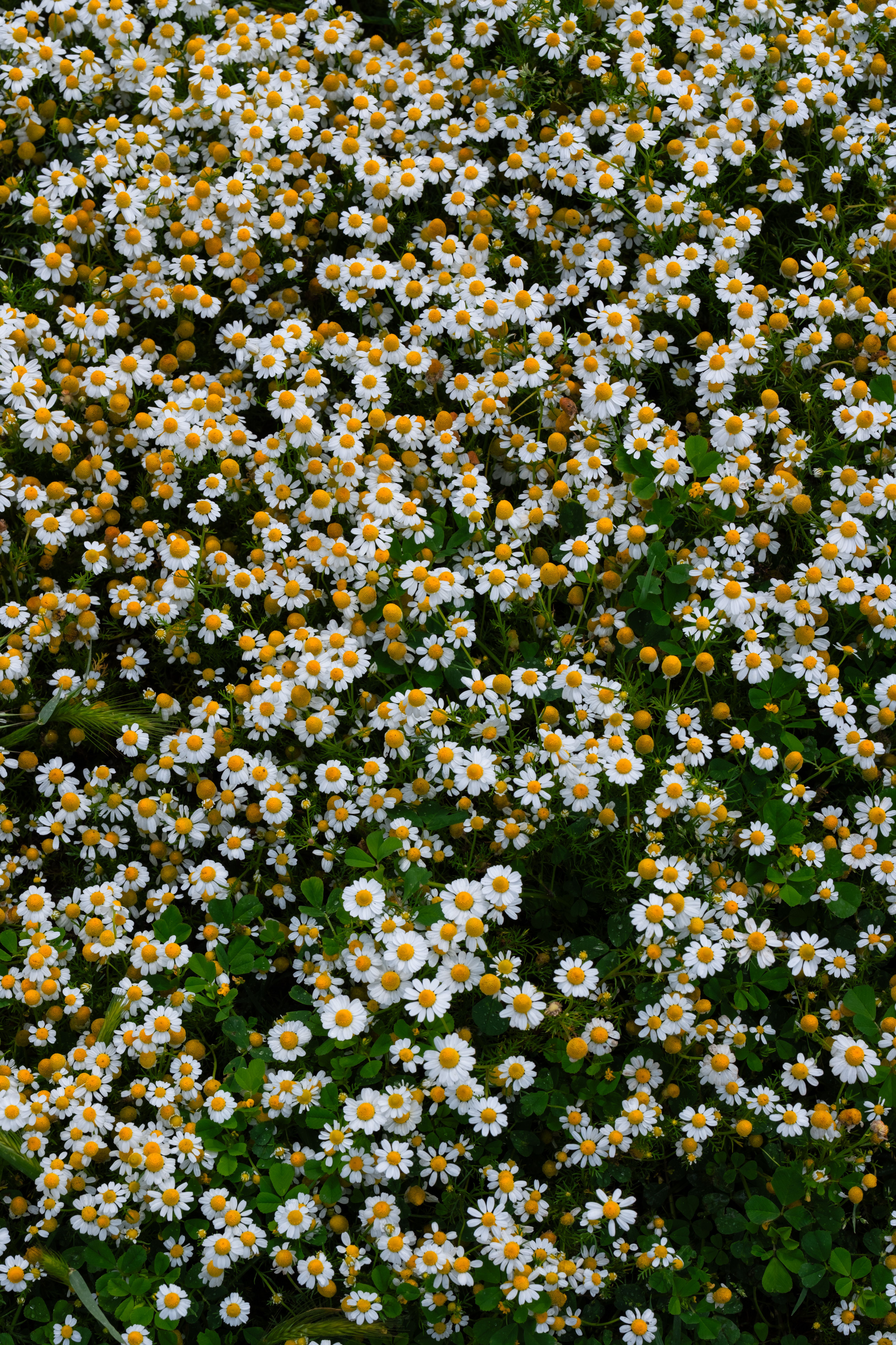 Vibrant Field of Blooming Daisies in Spring · Free Stock Photo