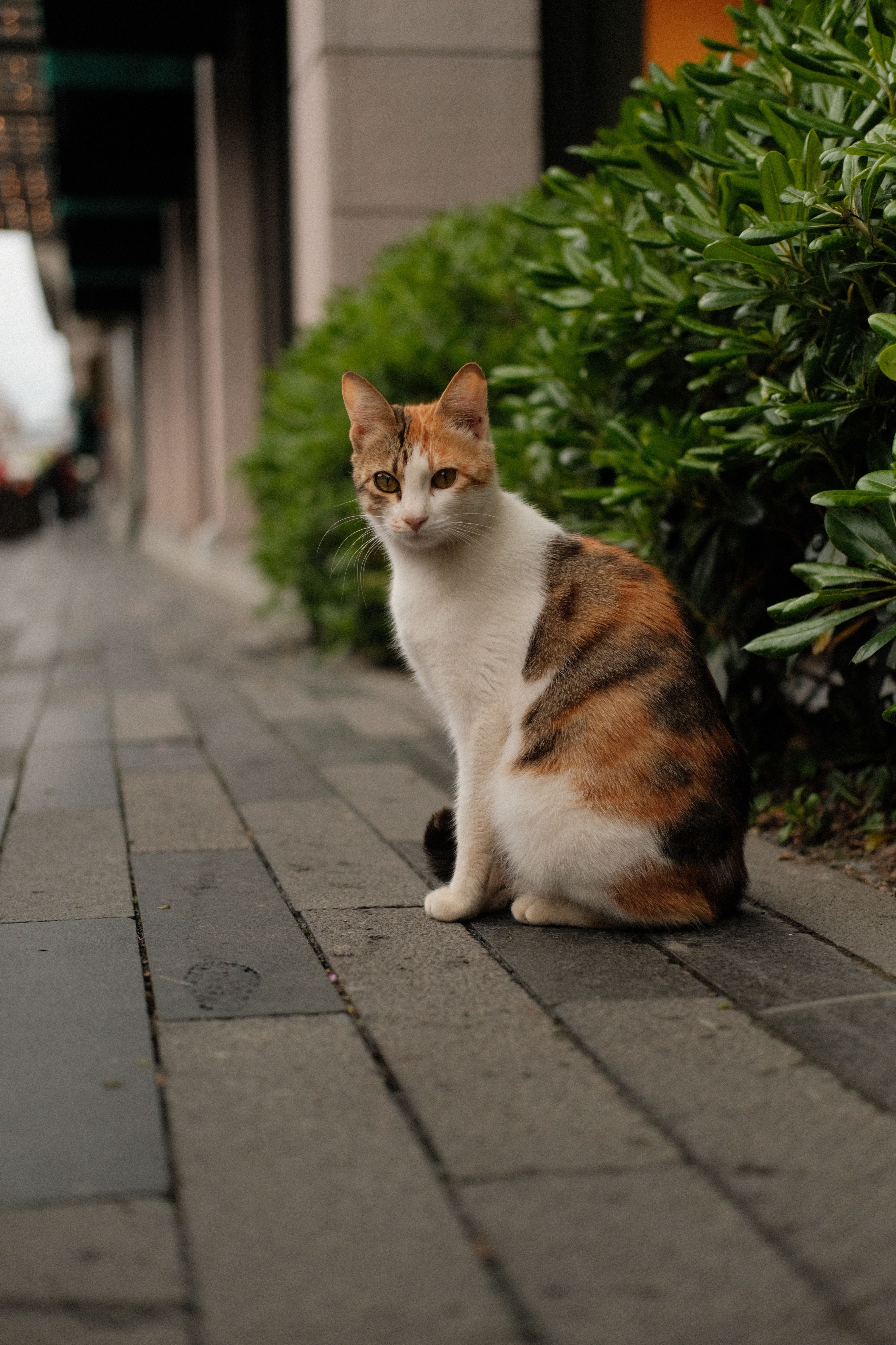 Calico Cat on Urban Street Pathway · Free Stock Photo