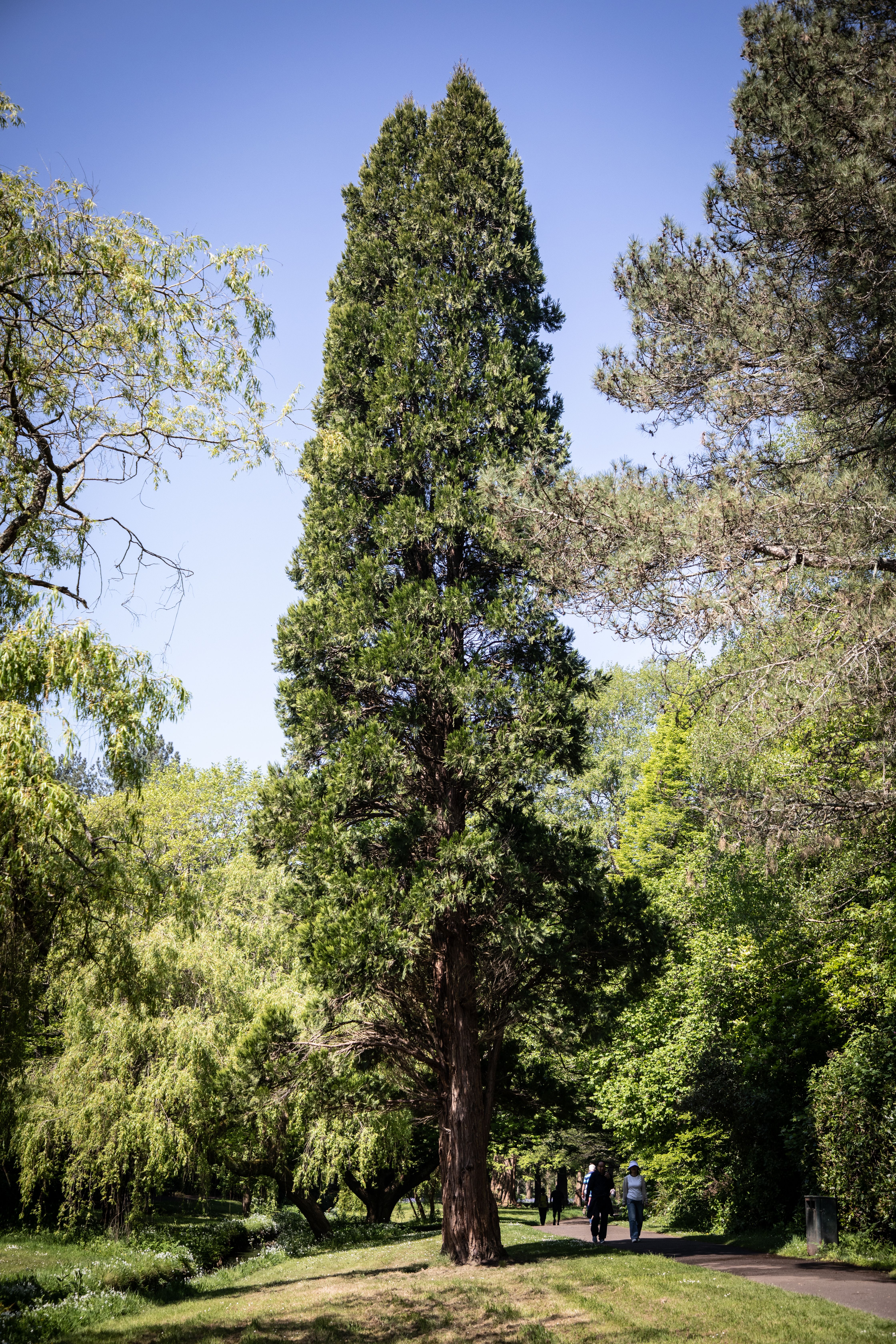 Tall Evergreen Tree in Bournemouth Park · Free Stock Photo