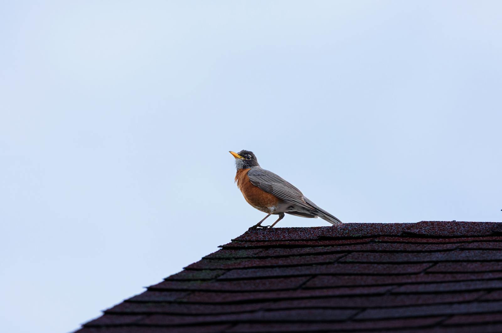 Robin Photos, Download The BEST Free Robin Stock Photos & HD Images