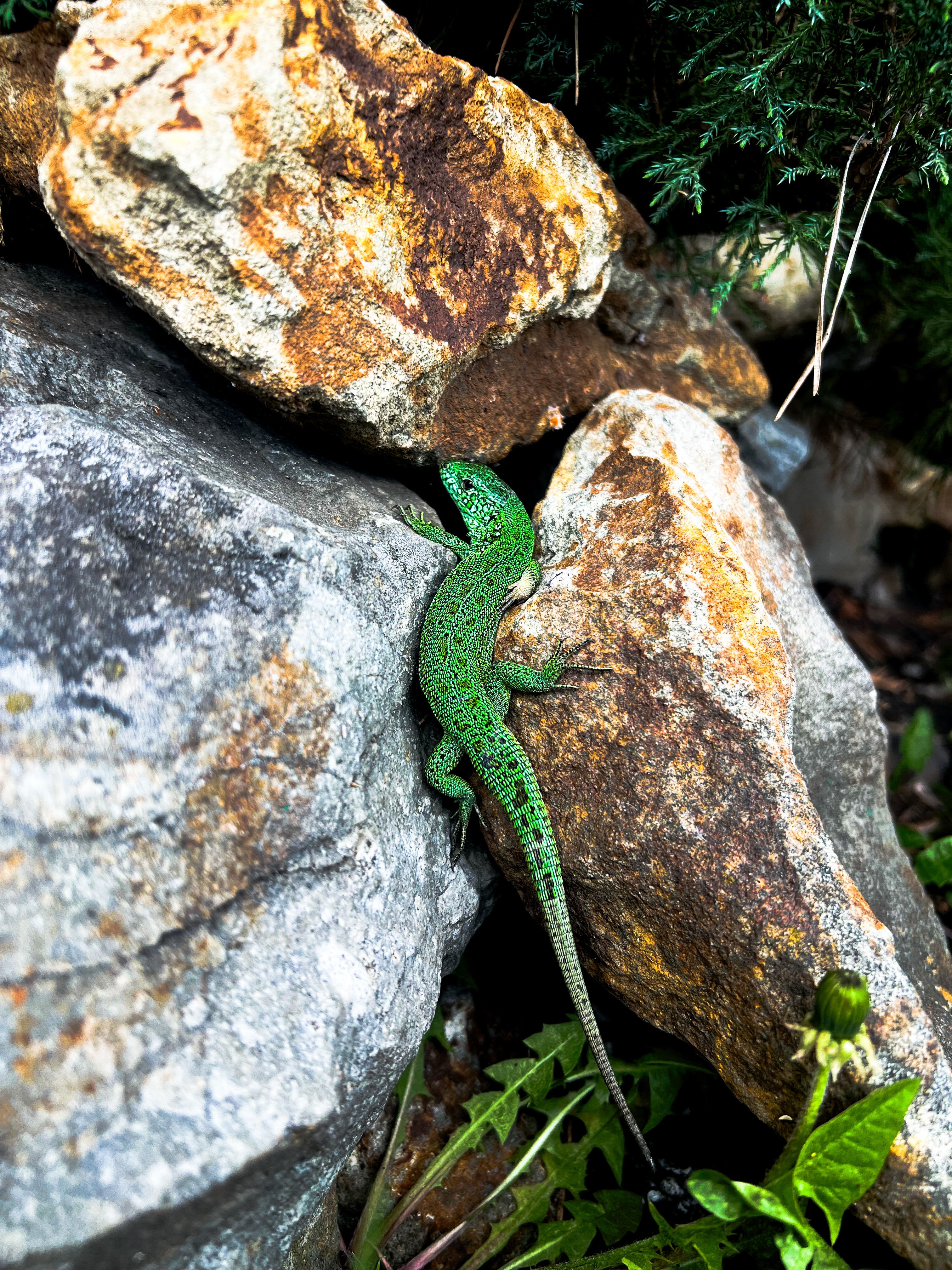Vibrant Green Lizard on Rocky Terrain · Free Stock Photo