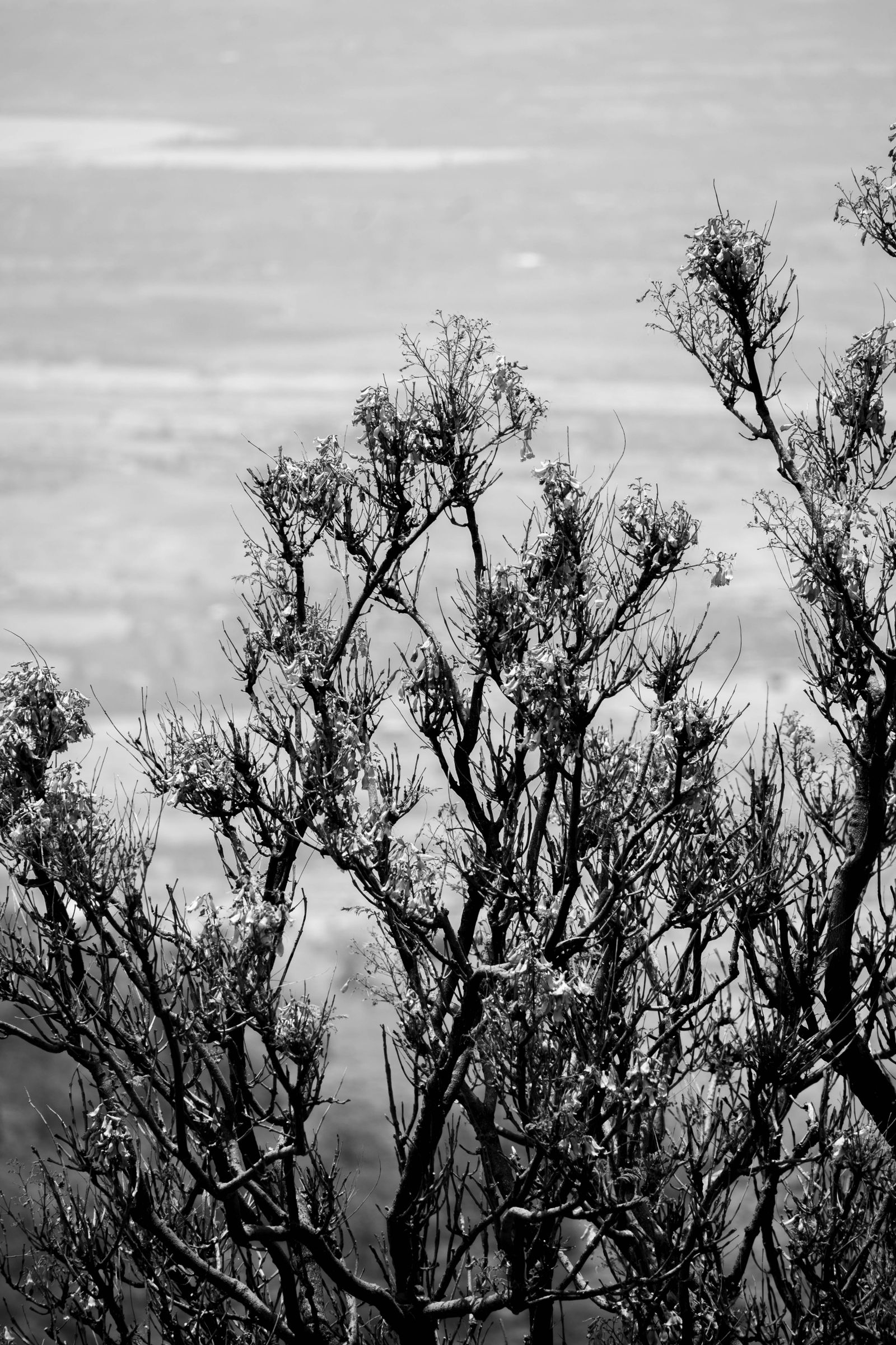 Black And White Nature Photos, Download The BEST Free Black And White ...