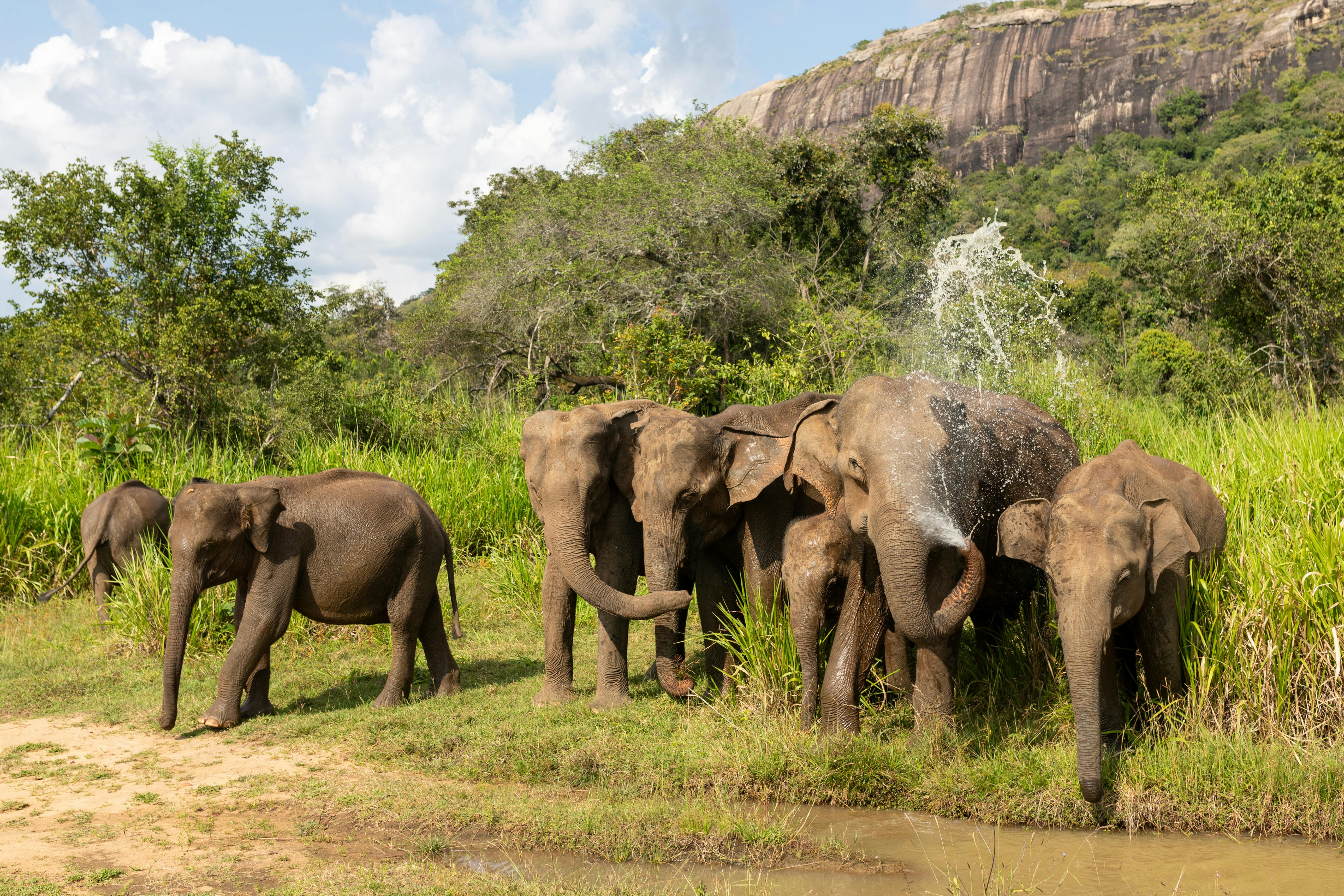 Wild Elephants Enjoying Water in Sri Lanka Wilderness · Free Stock Photo