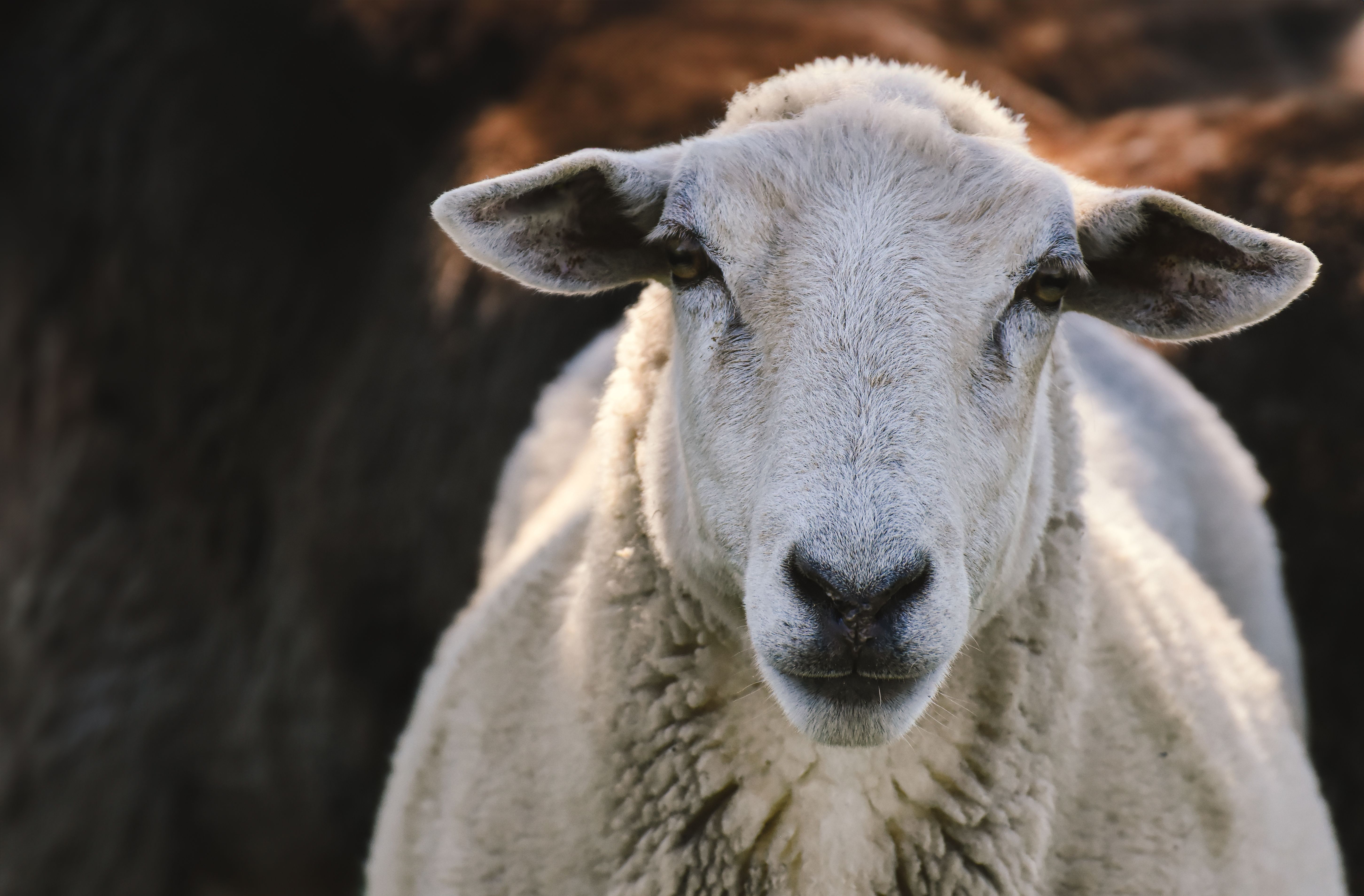Sheep Farming Techniques Photos, Download The BEST Free Sheep Farming ...