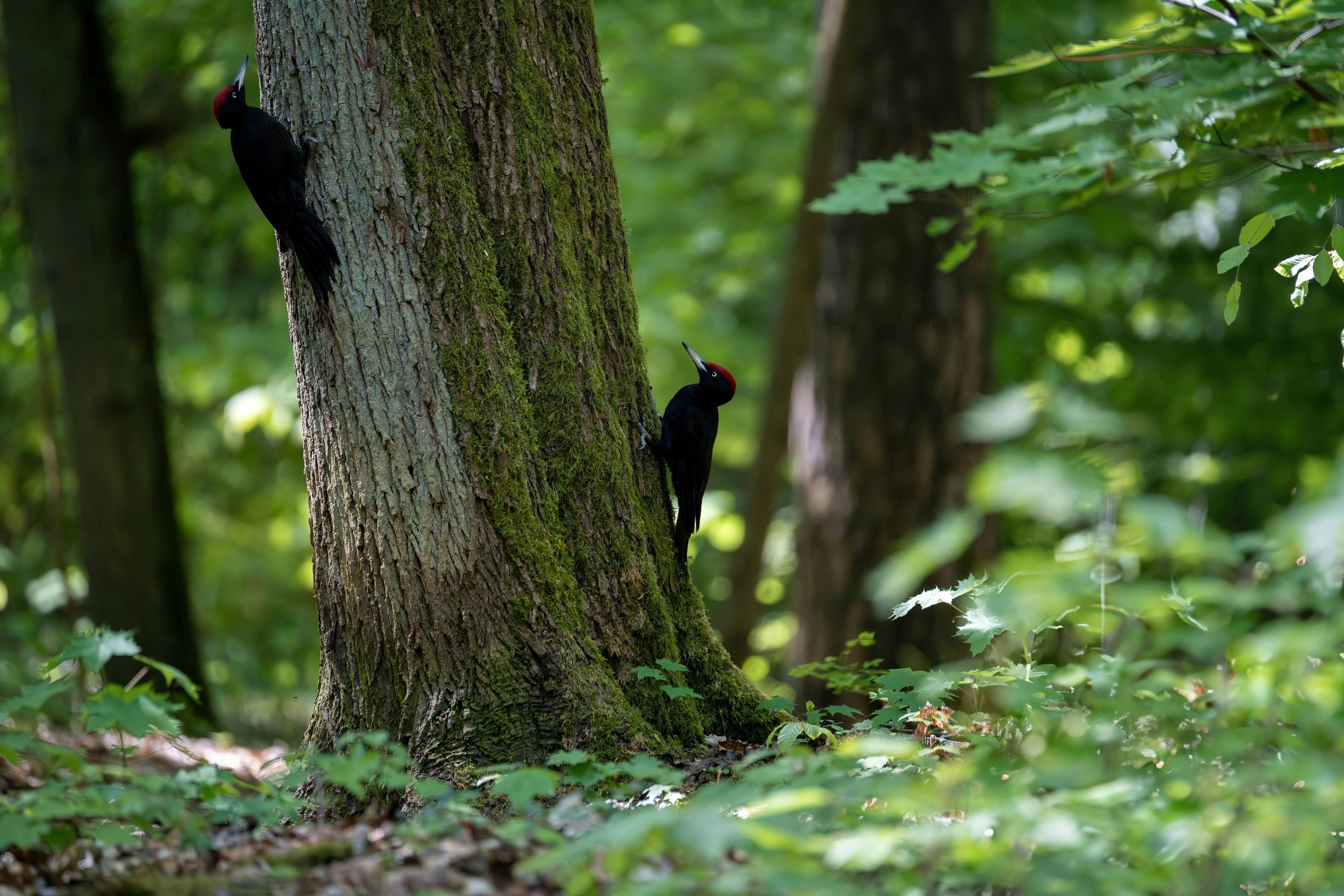 Black Woodpeckers Climbing Tree in Forest · Free Stock Photo