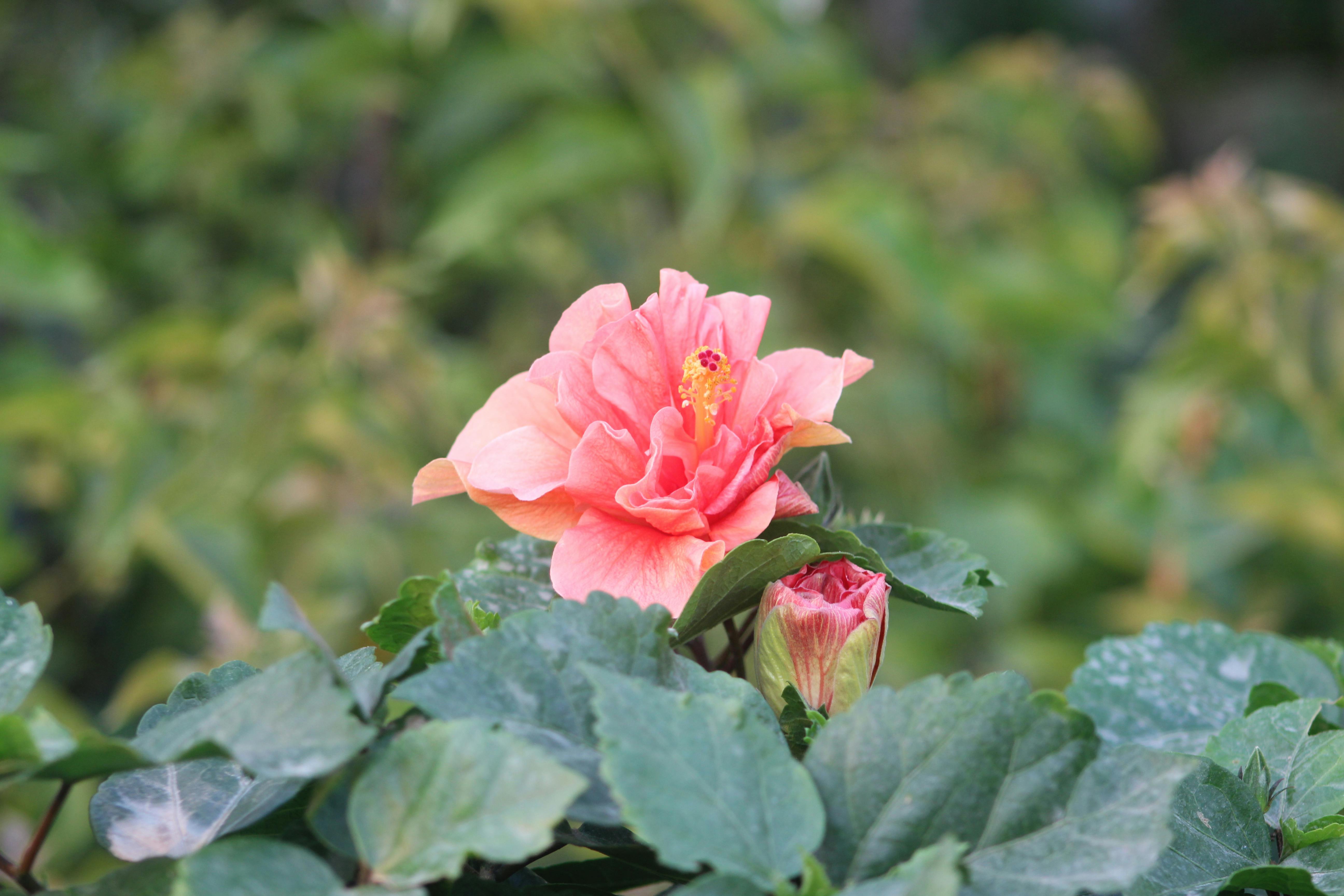 Comilla Bangladesh Photos, Download The BEST Free Comilla Bangladesh ...