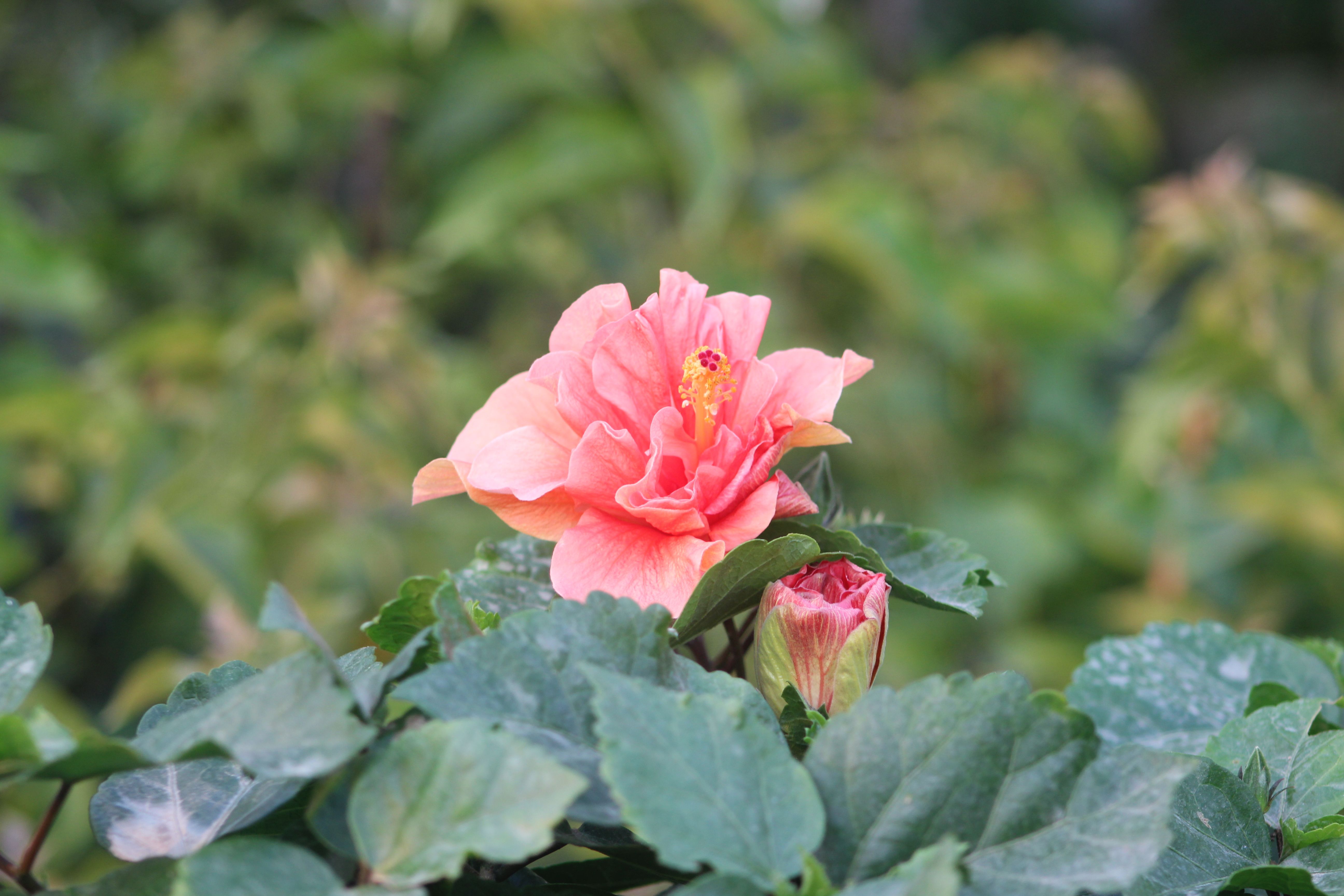 Kit Hibiscus Photos, Download The BEST Free Kit Hibiscus Stock Photos ...