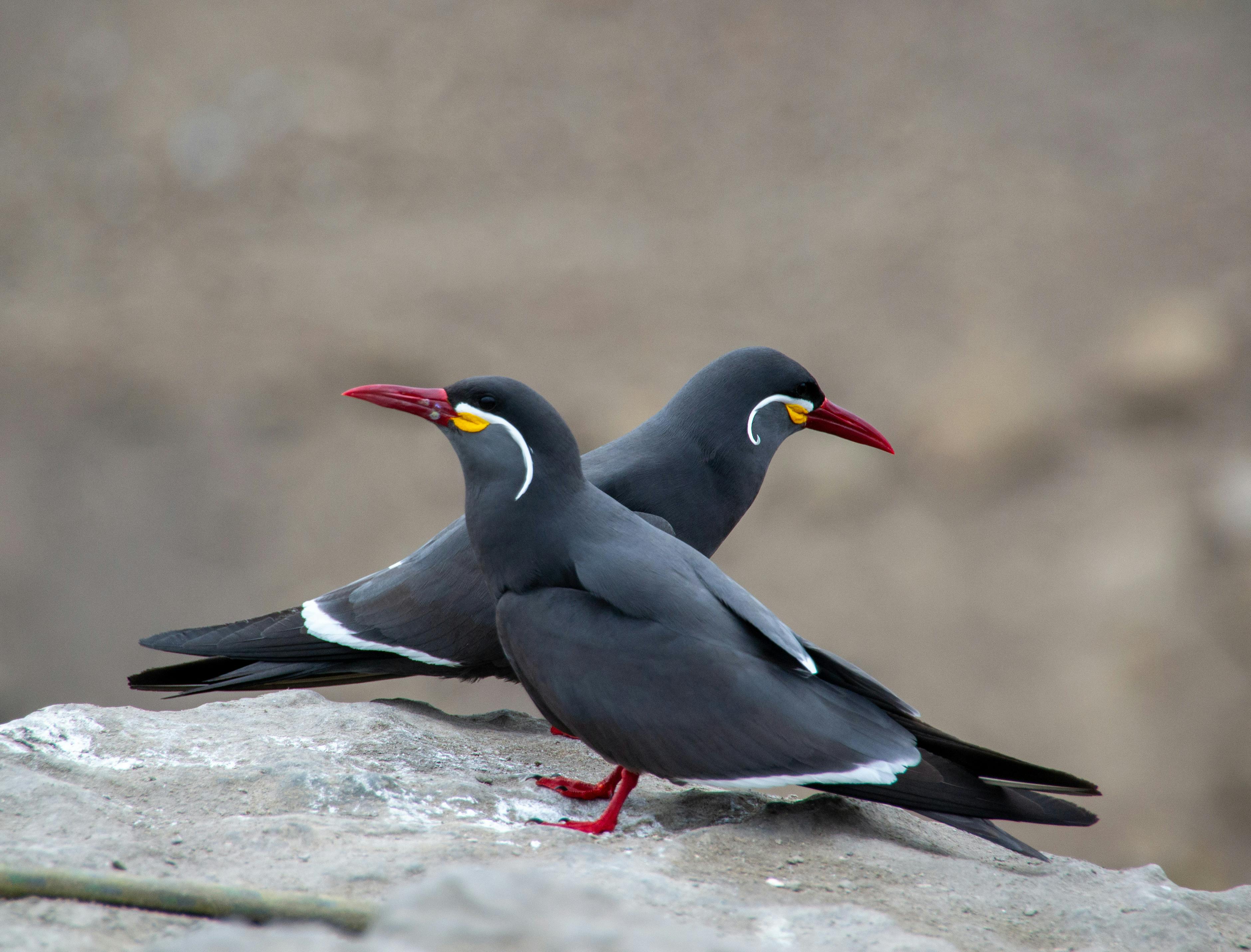 Inca Terns Resting on Coastal Rocks · Free Stock Photo