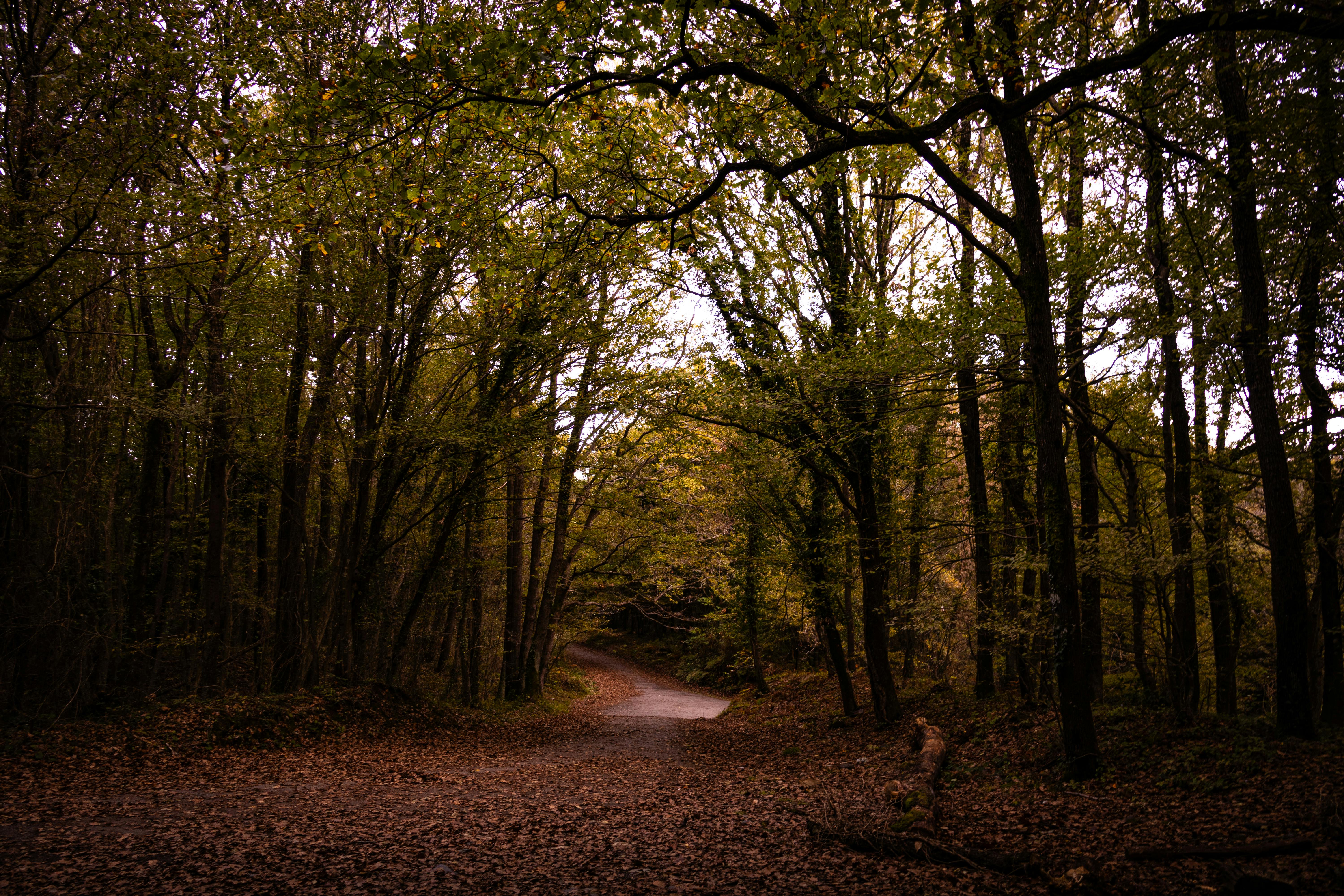 Jalan Setapak Hutan Yang Tenang Di Musim Gugur, Istanbul · Foto Stok Gratis