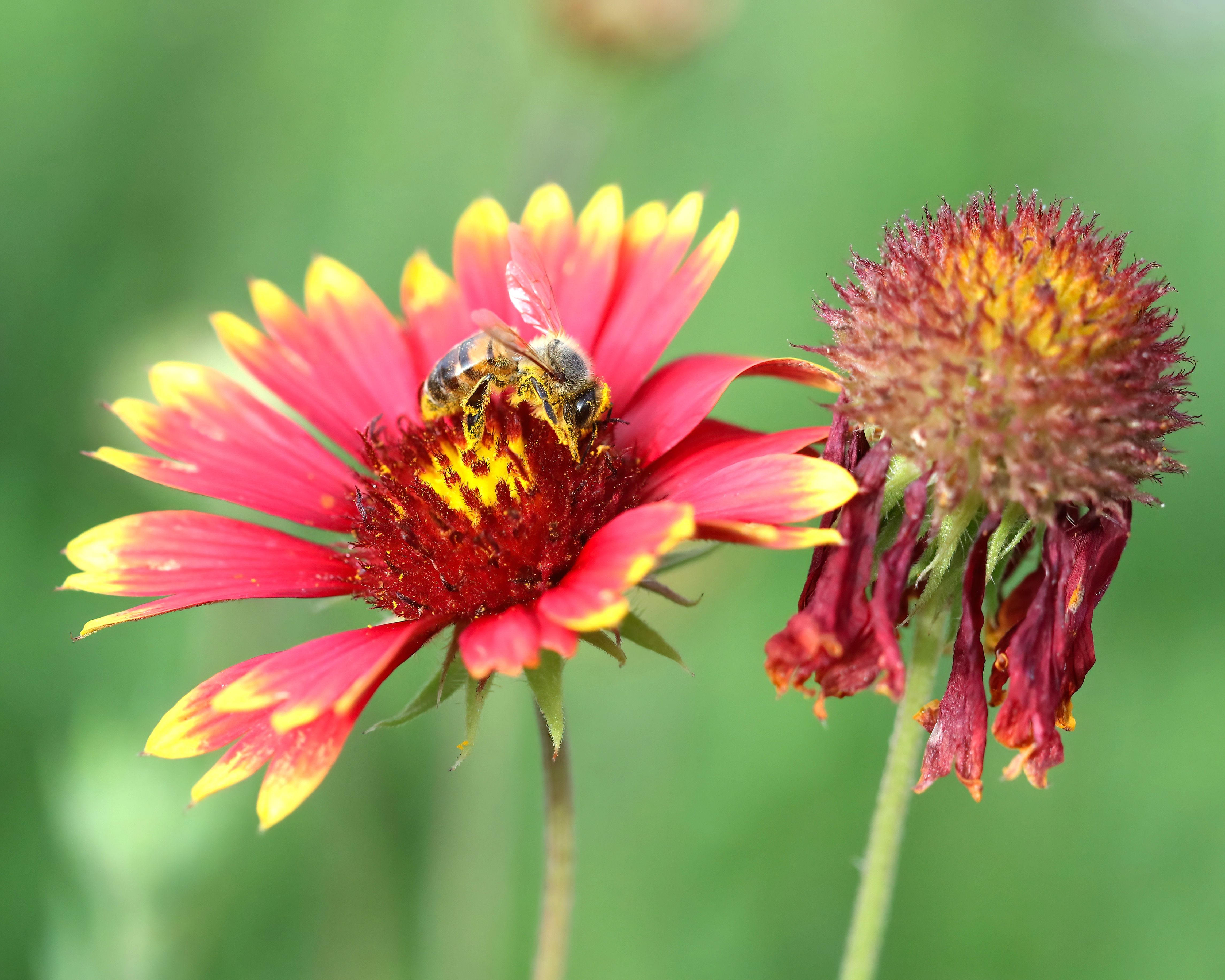 Close-up of Bee Pollinating Indian Blanket Flower · Free Stock Photo