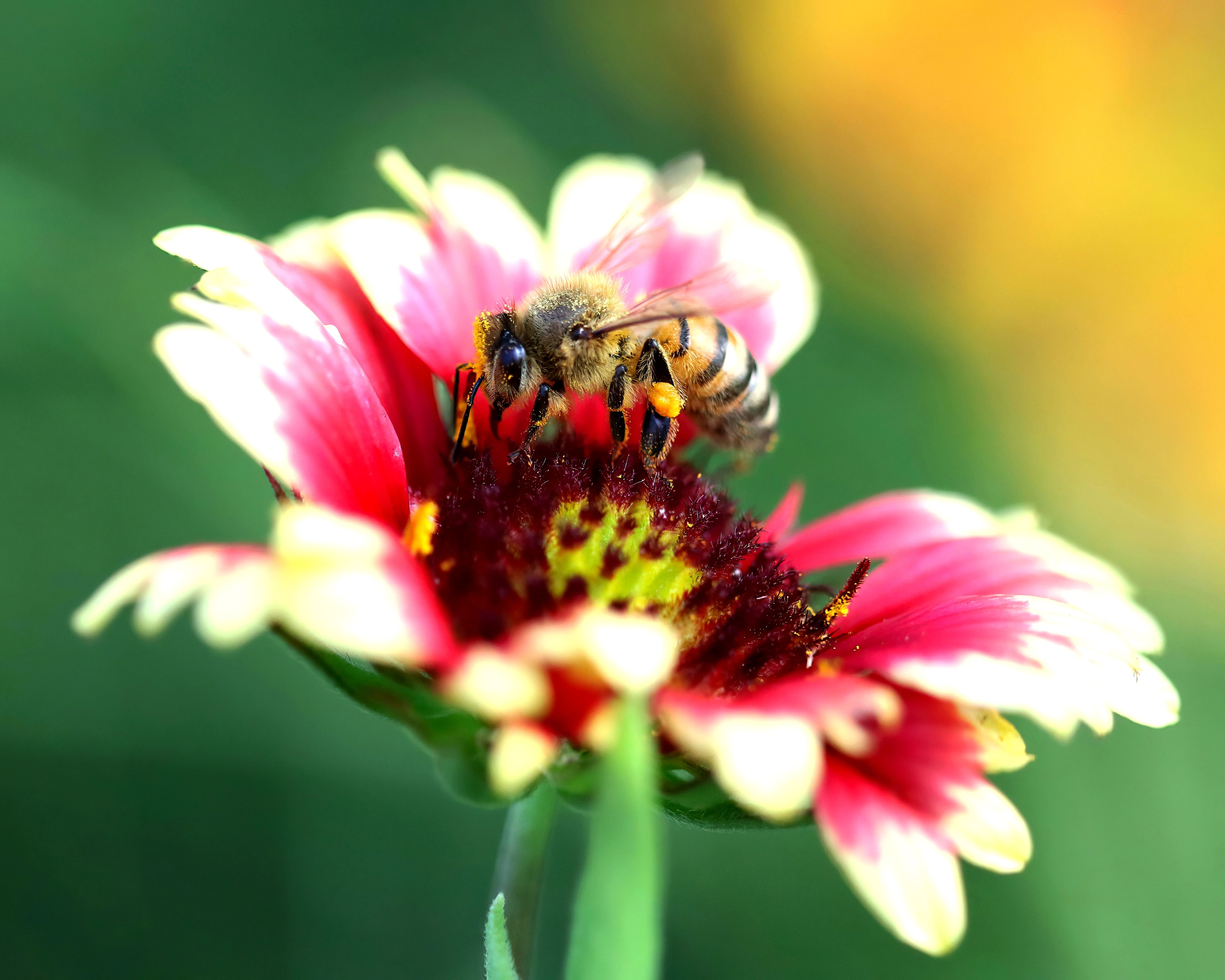 Bee Pollinating on Colorful Flower · Free Stock Photo