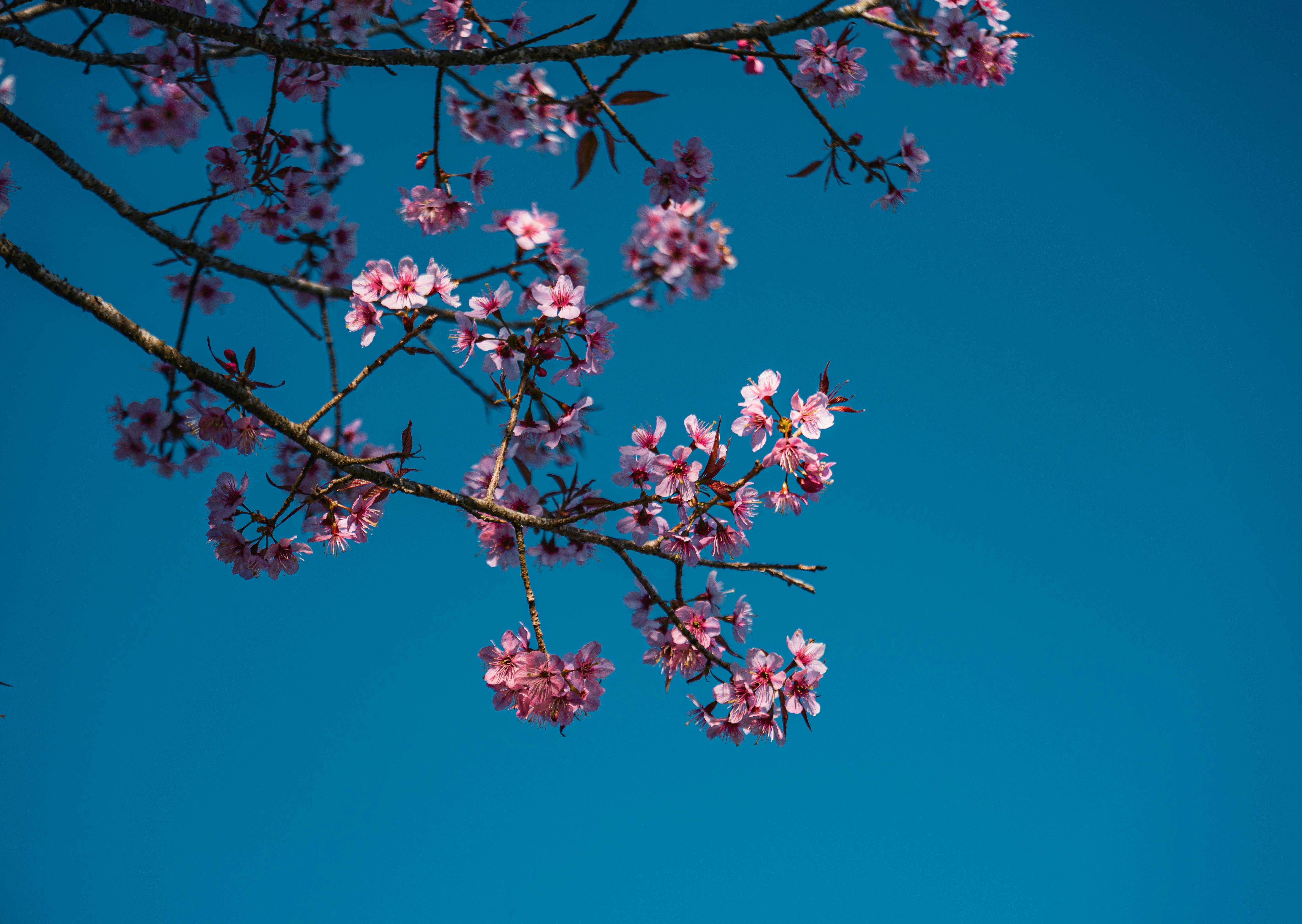 Flowers Jpg Images Photos, Download The BEST Free Flowers Jpg Images ...