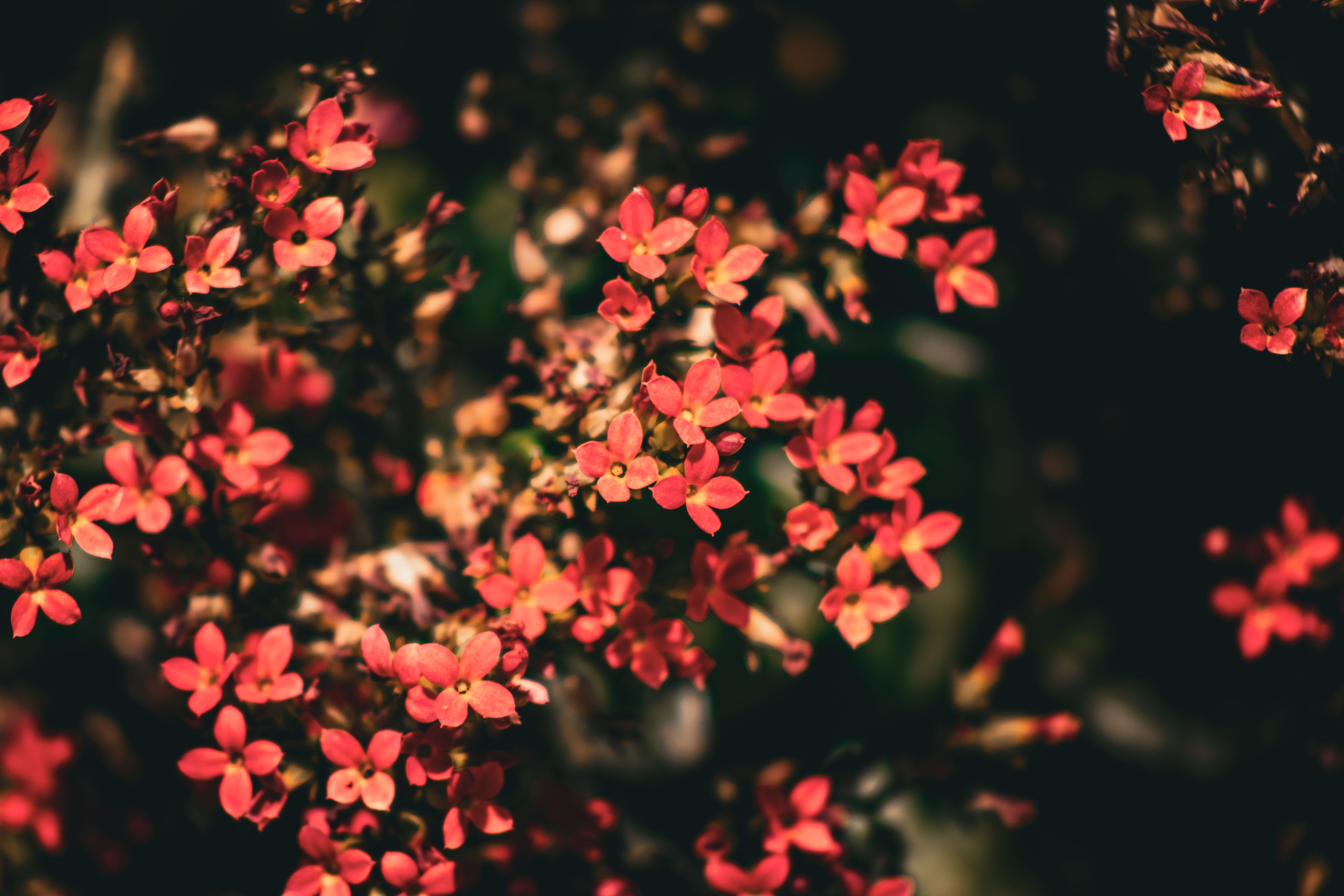 Vibrant Cluster of Red Flowers in Bloom · Free Stock Photo