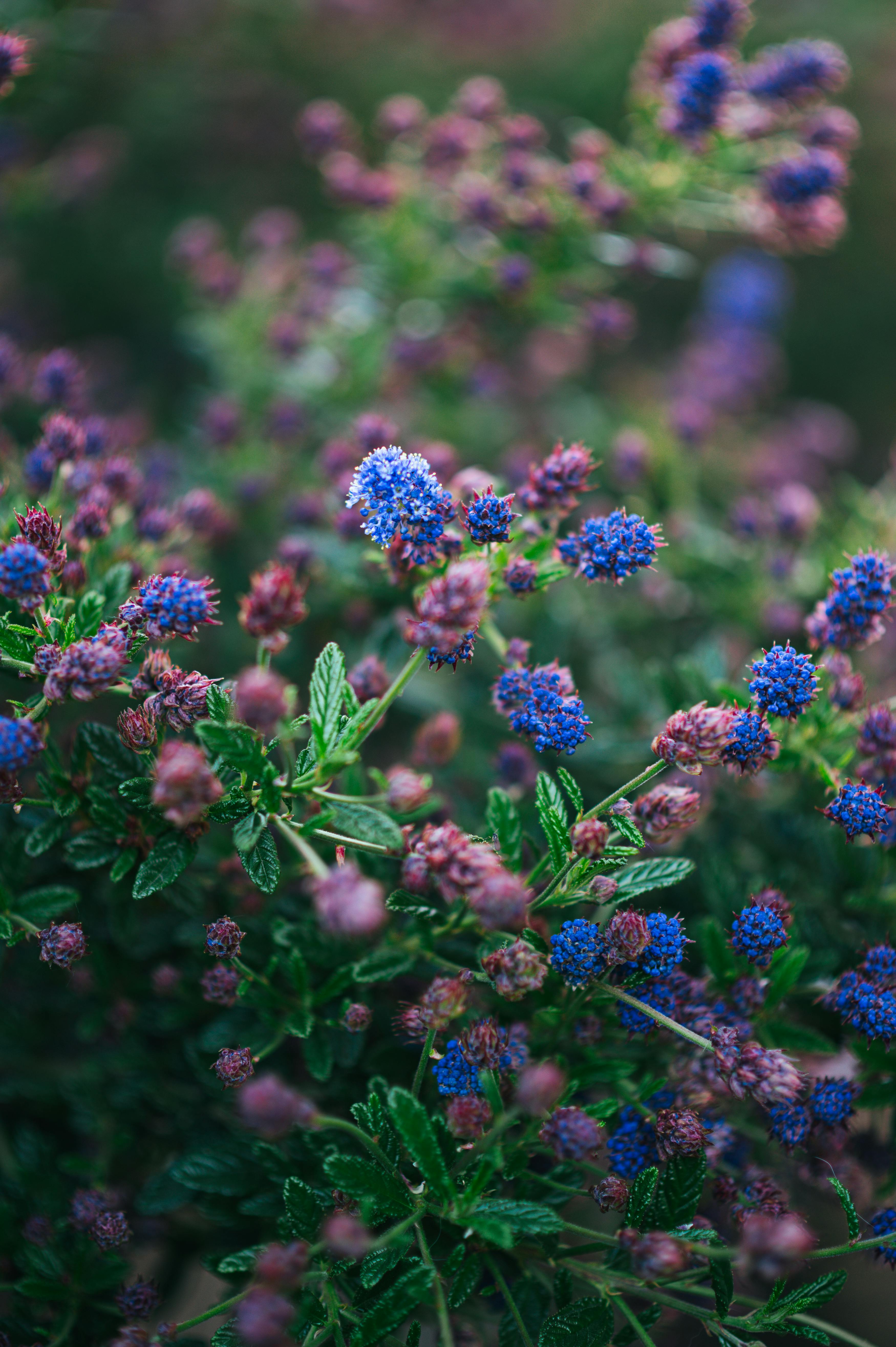 Vibrant Spring Bloom of Ceanothus Flowers · Free Stock Photo