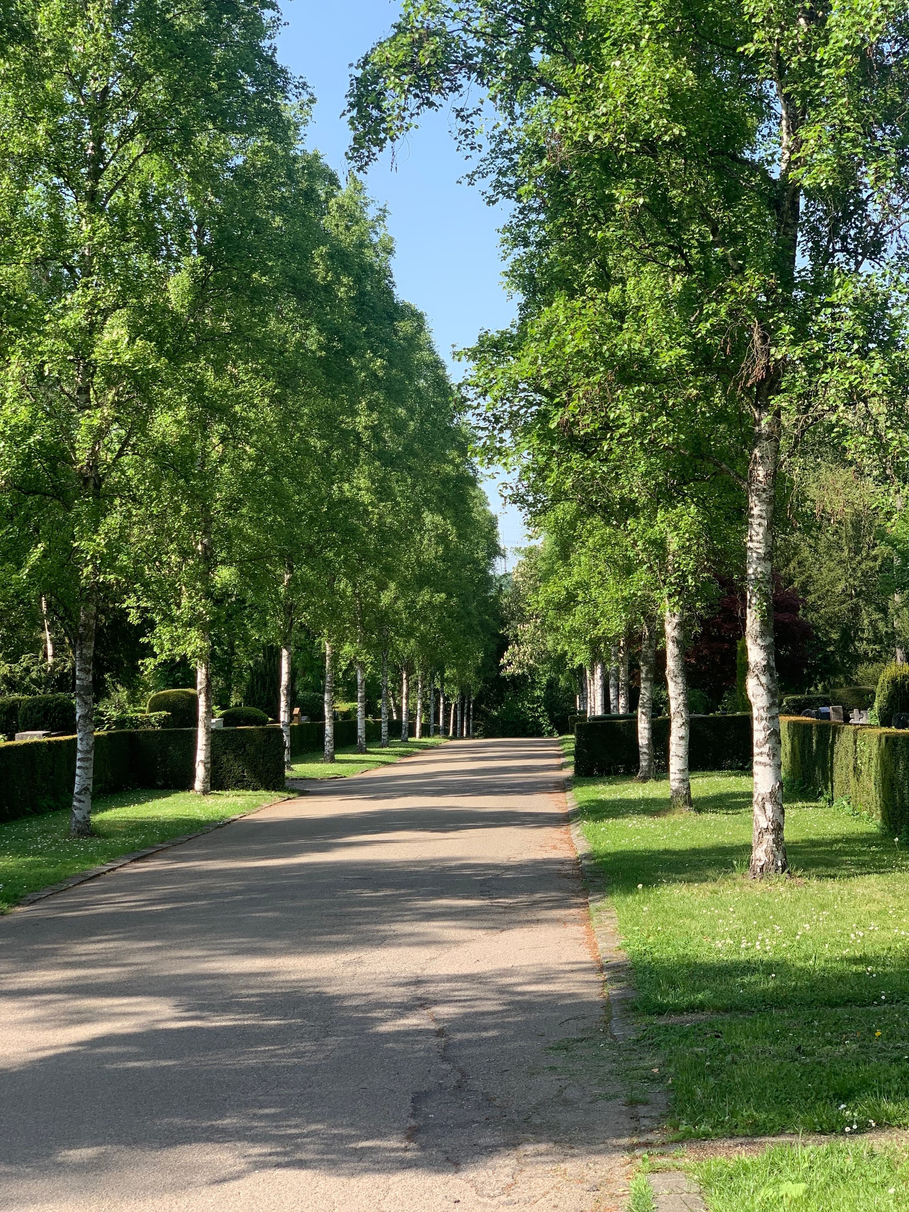 Serene Tree-lined Pathway in Summer Sunlight · Free Stock Photo