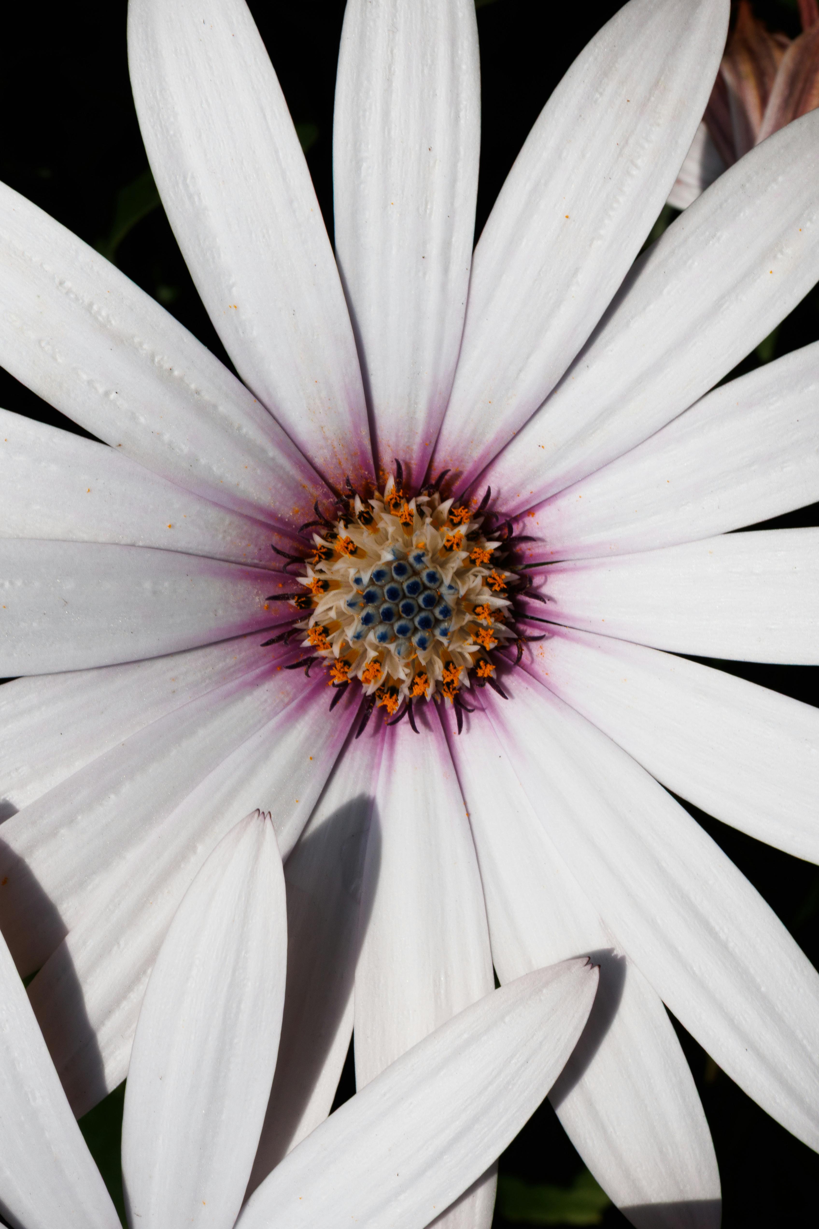 Flower Zoom Photos, Download The BEST Free Flower Zoom Stock Photos ...