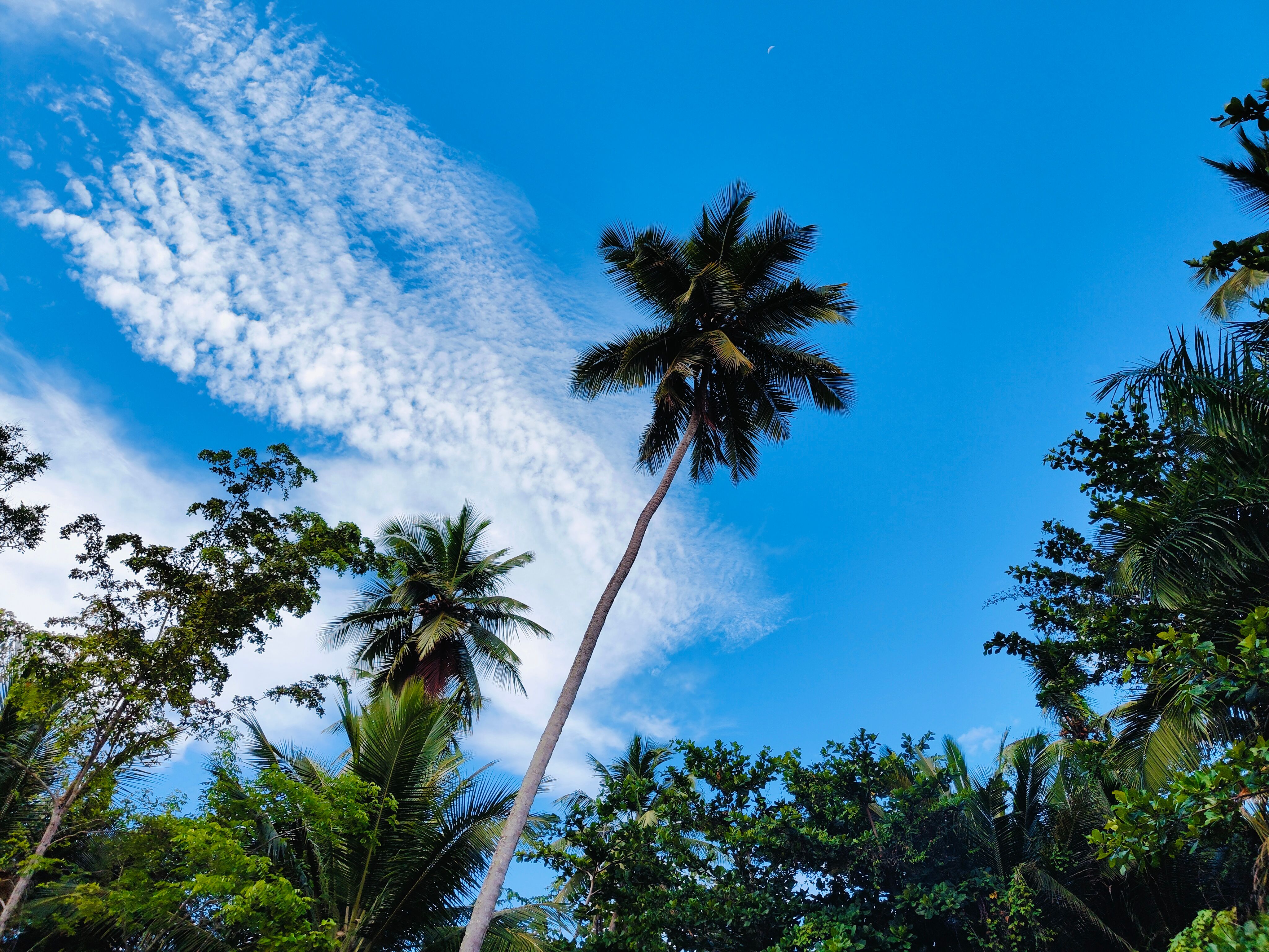 Tropical Climate Greeneries Photos, Download The BEST Free Tropical ...