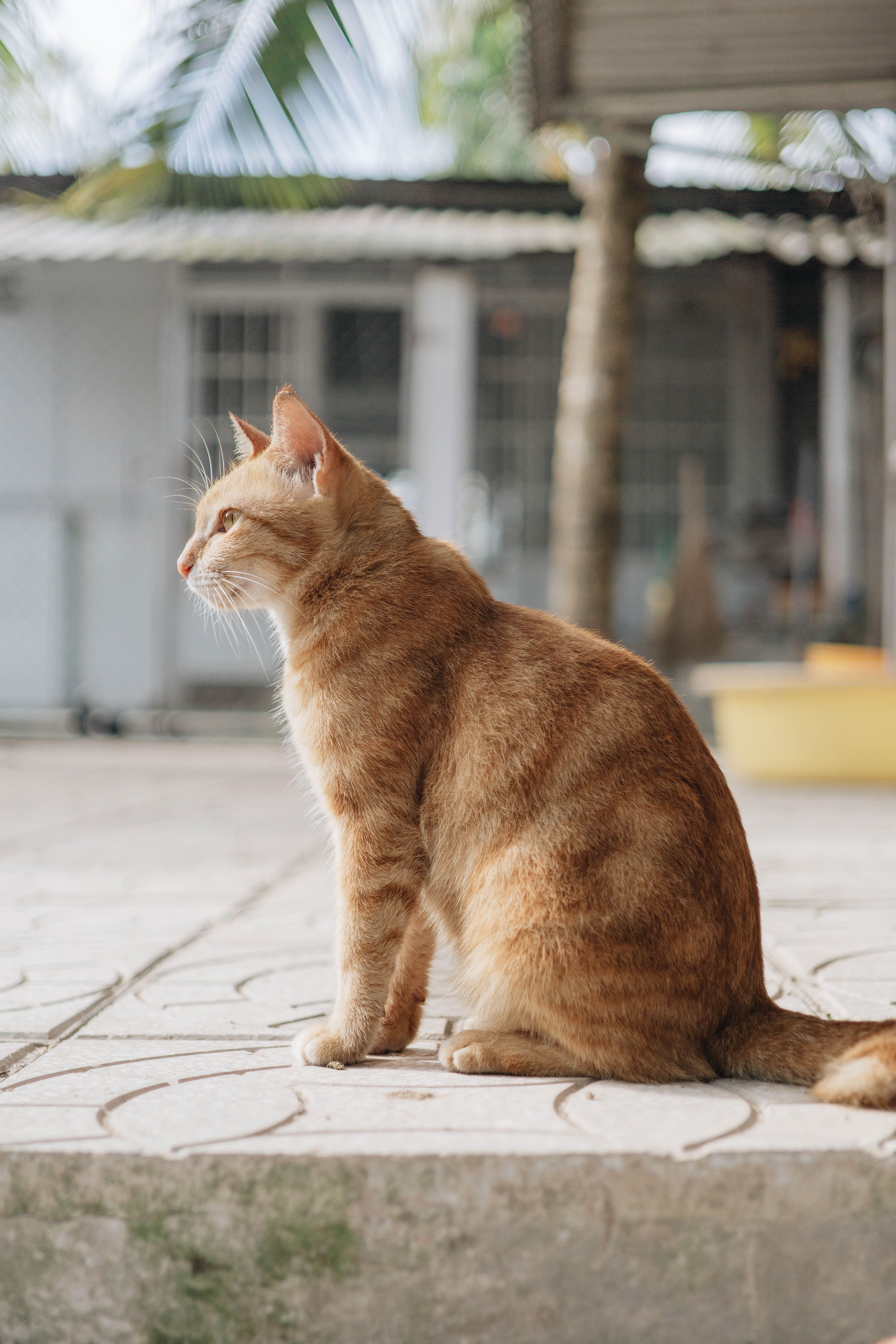 Ginger Cat Sitting Outdoors in Daylight · Free Stock Photo