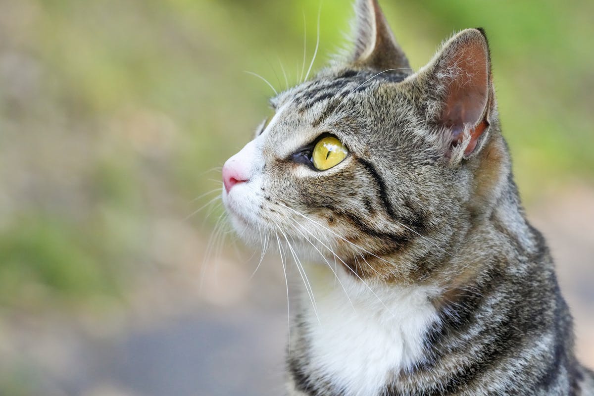 Cat Profile Photos, Download The BEST Free Cat Profile Stock Photos ...