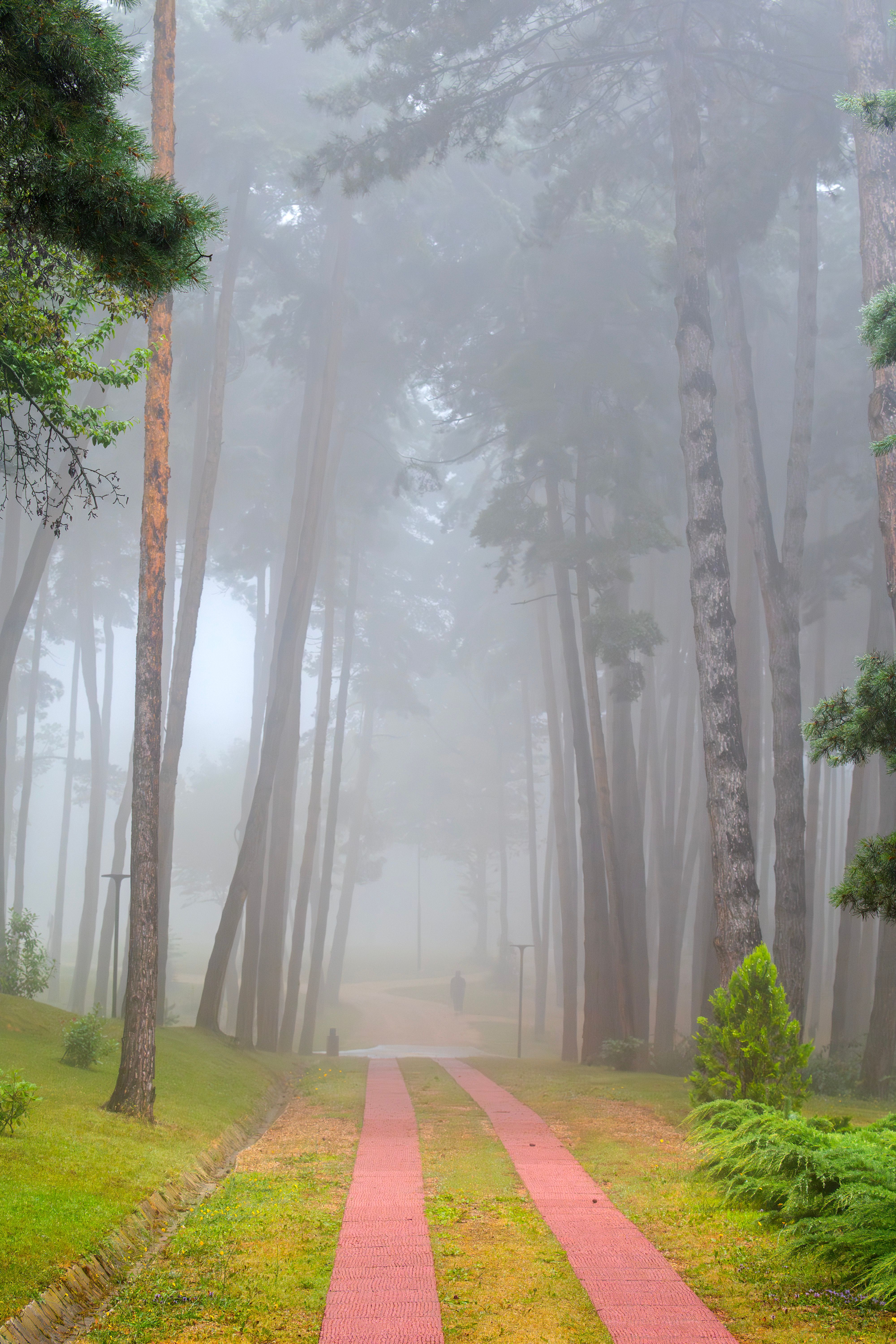 Serene Foggy Pathway in a Misty Pine Forest · Free Stock Photo