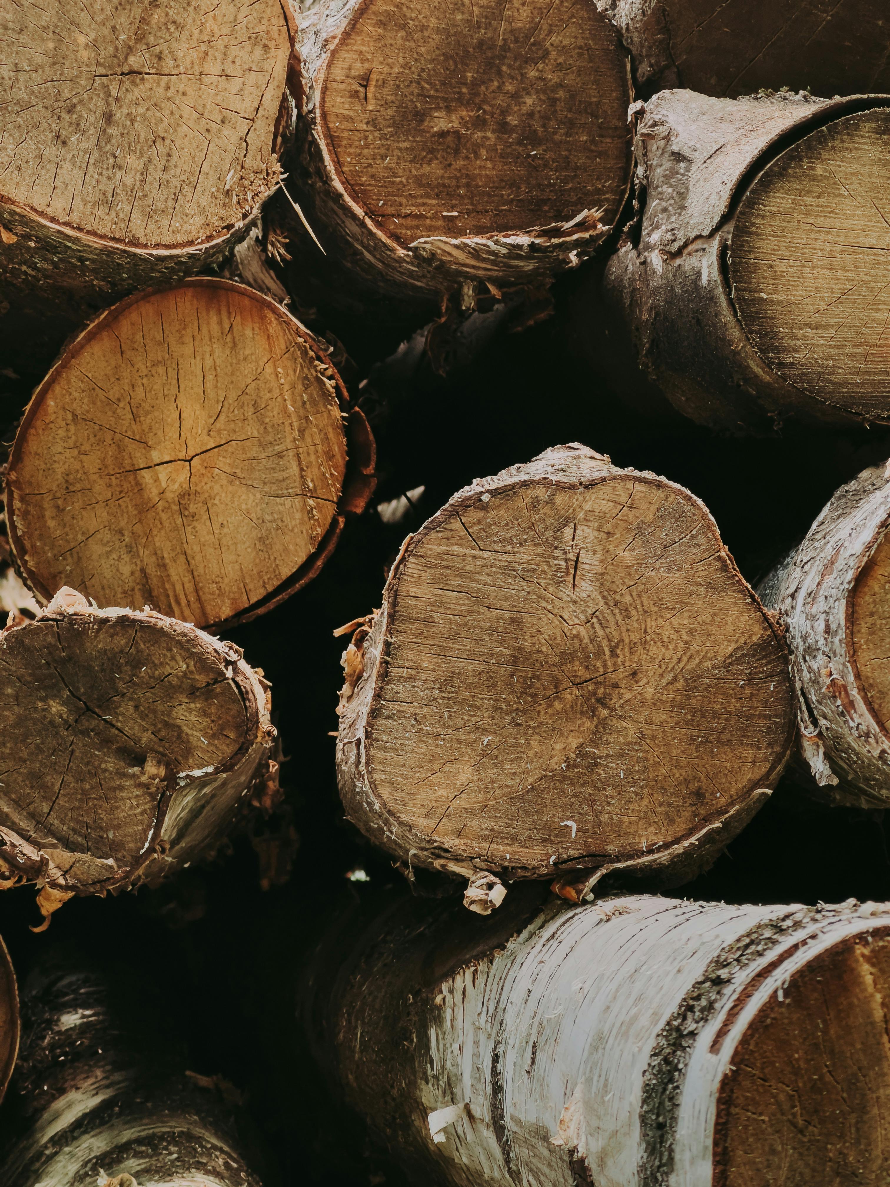 Stacked Firewood Logs Displaying Natural Patterns · Free Stock Photo