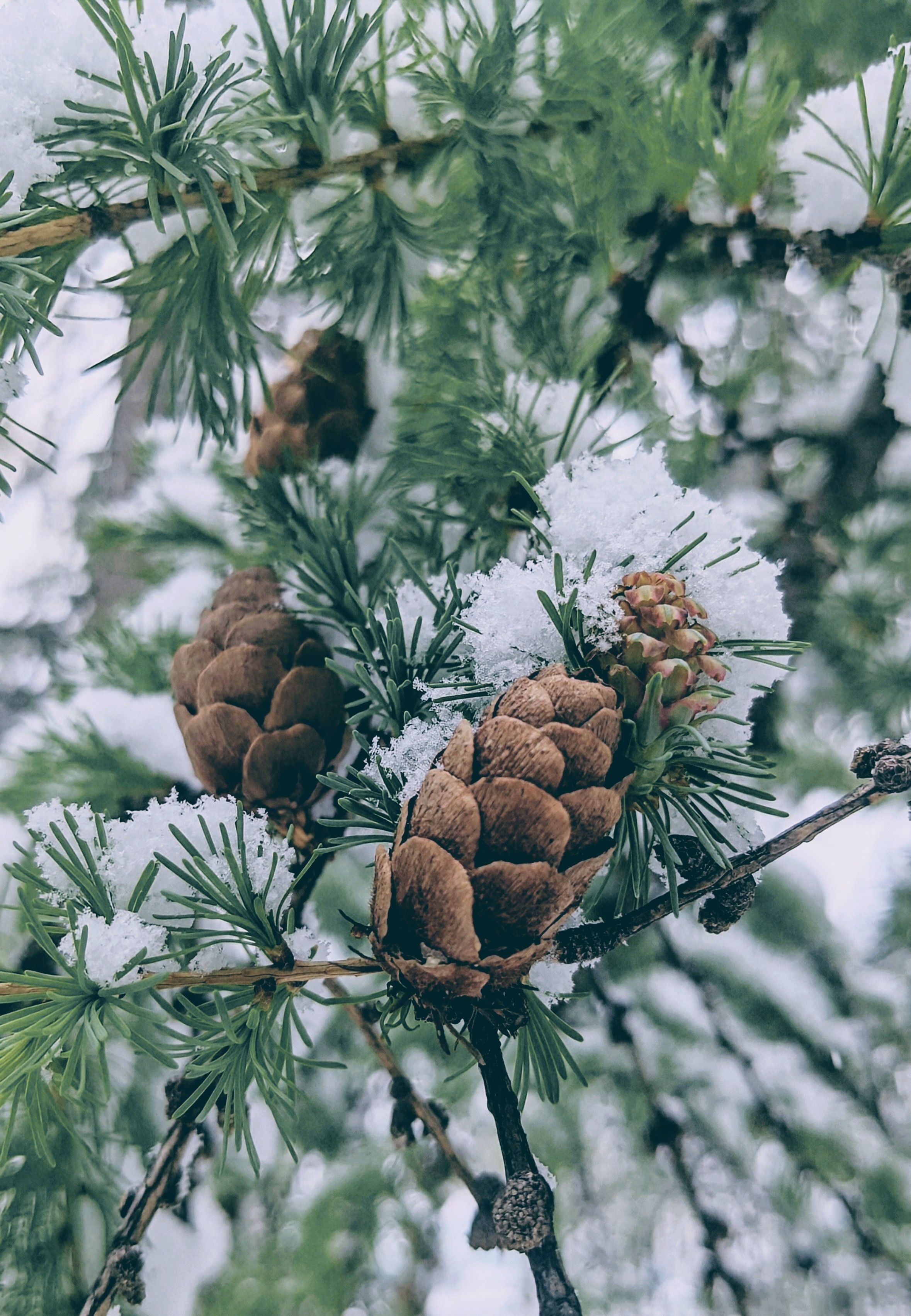 Spring Snow Photos, Download The BEST Free Spring Snow Stock Photos ...