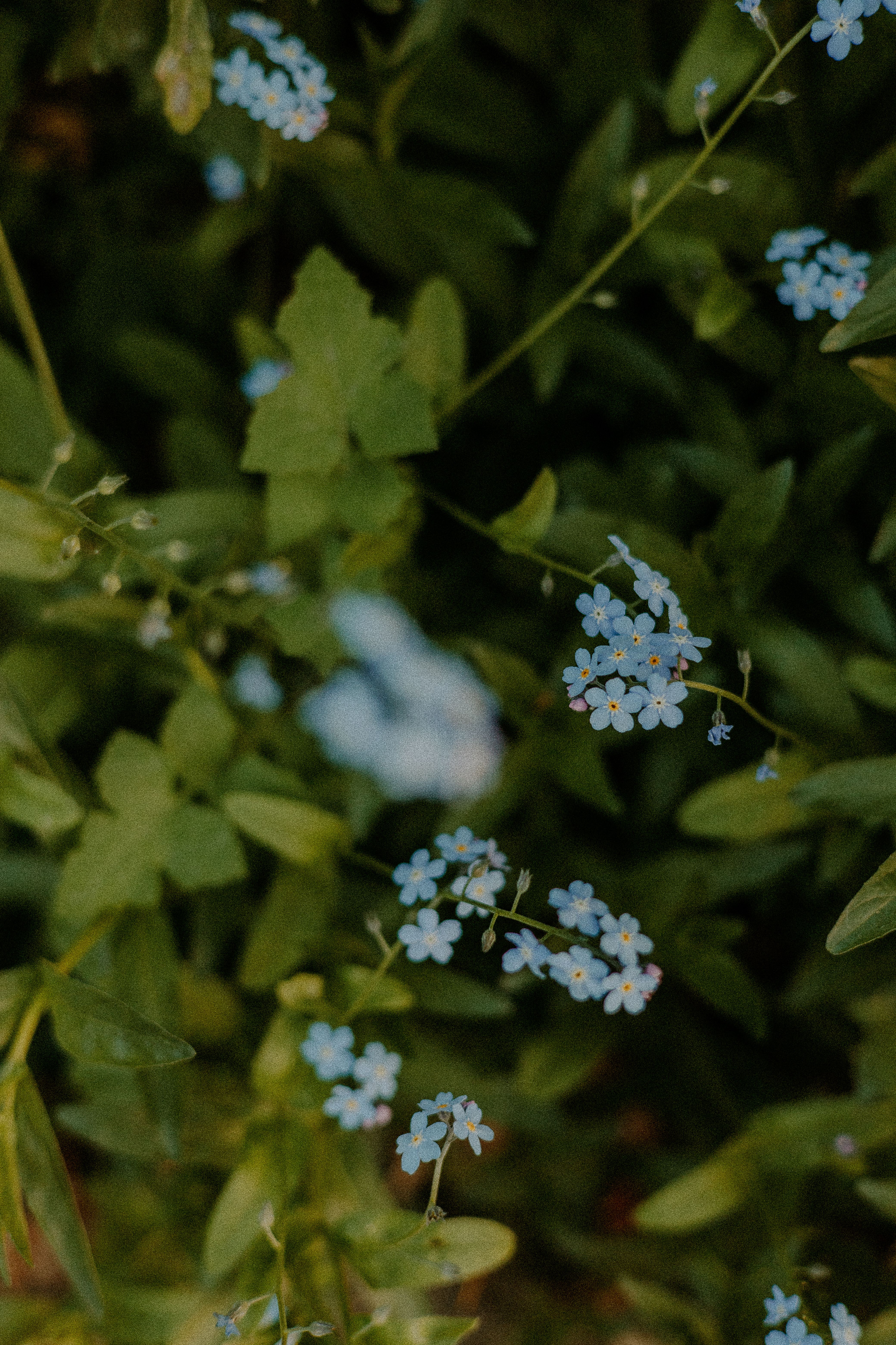 Close-up of Blue Forget-Me-Not Flowers · Free Stock Photo